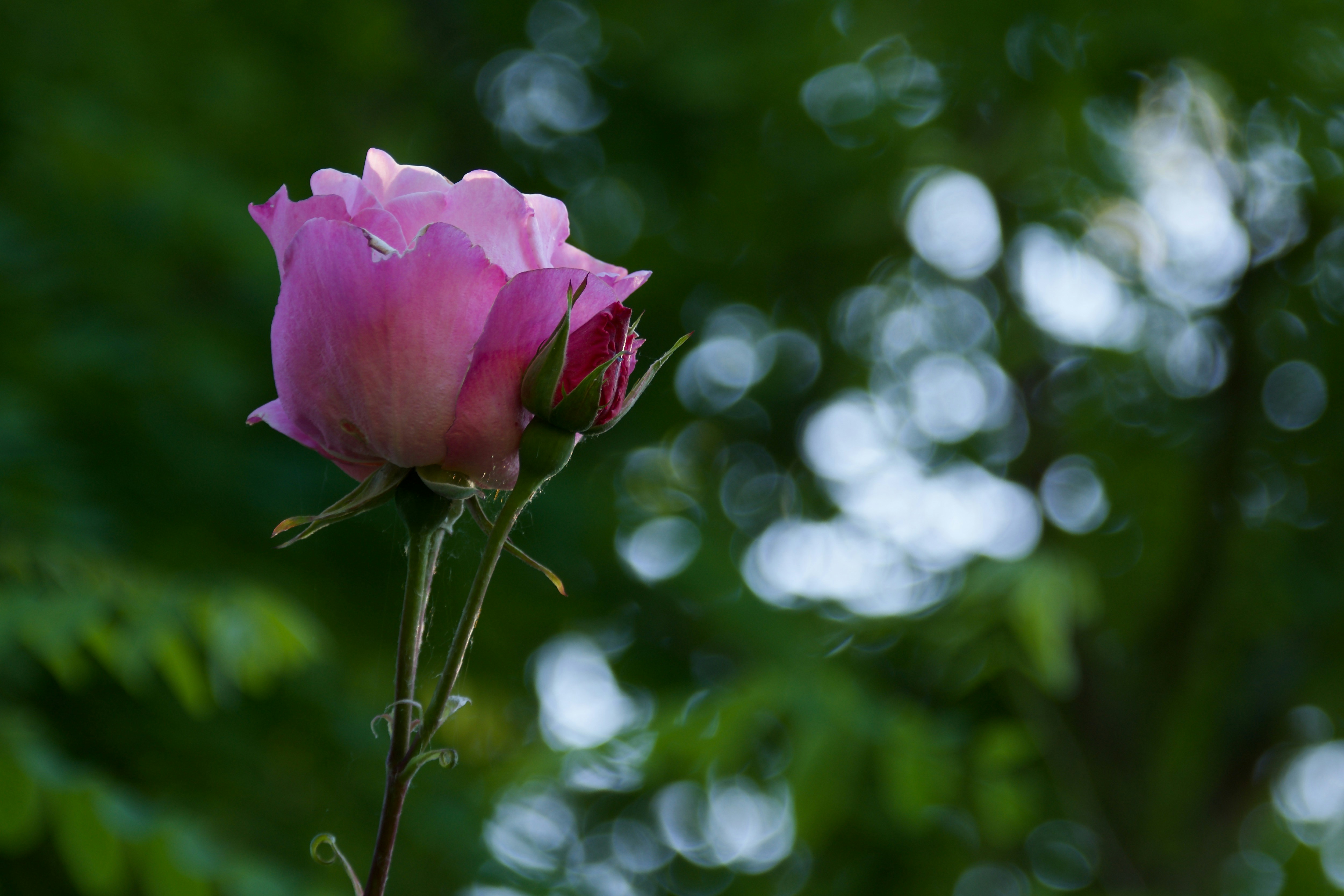 Pink Rose in Focus Against a Dreamy Green Backdrop