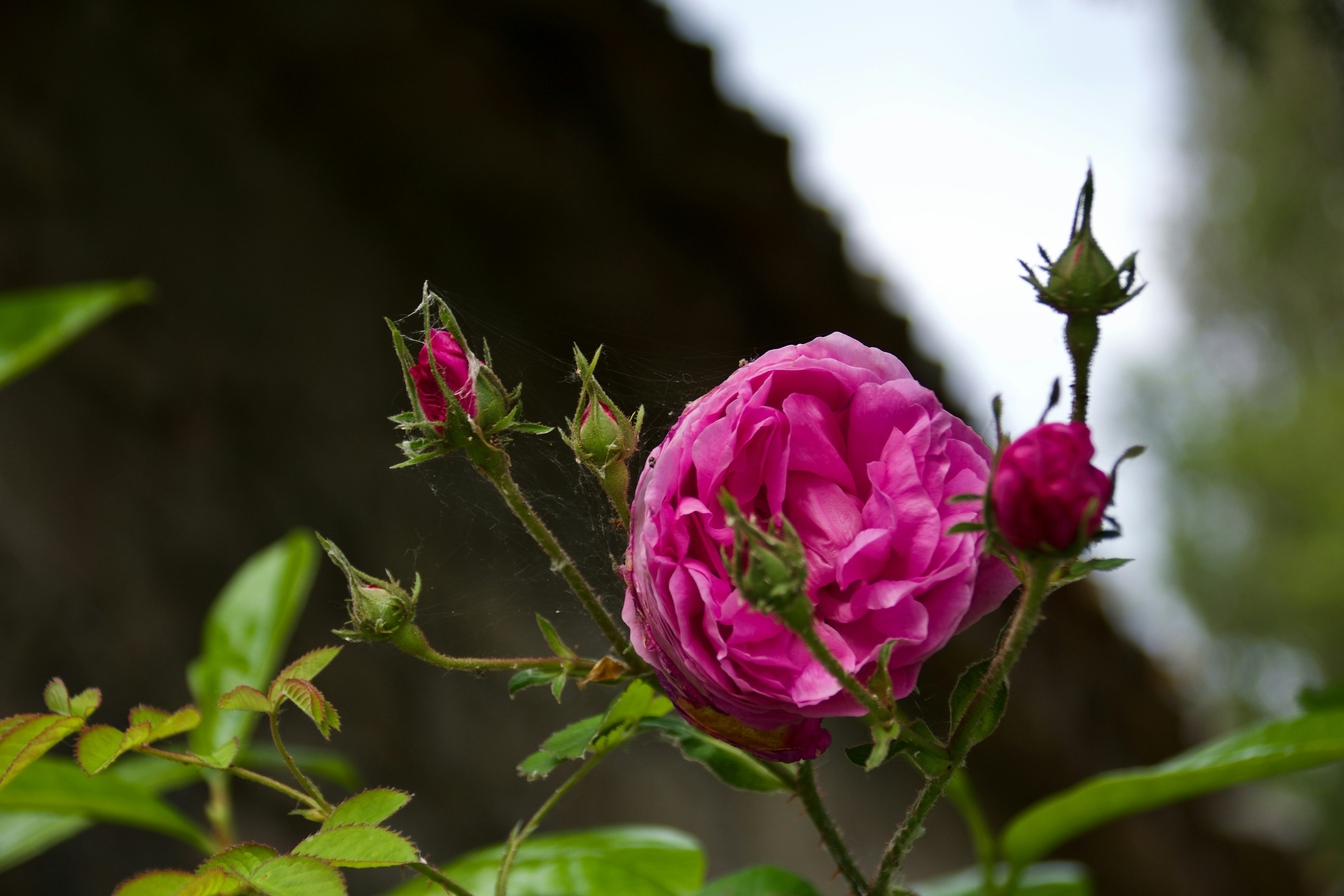Pink Rose in Focus: Blooming Centerstage