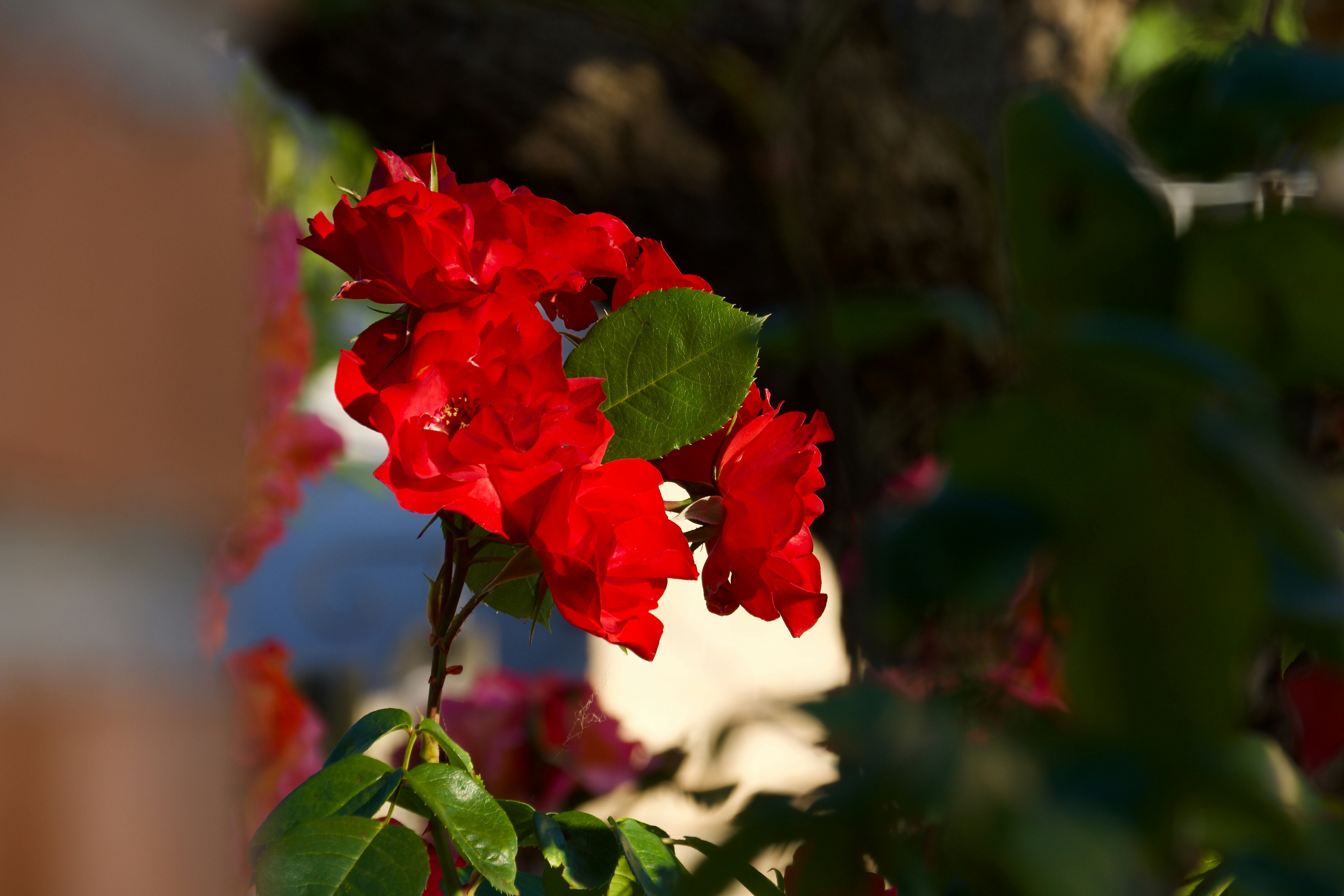 Crimson Bougainvillea in Focus: A Quiet Garden Moment