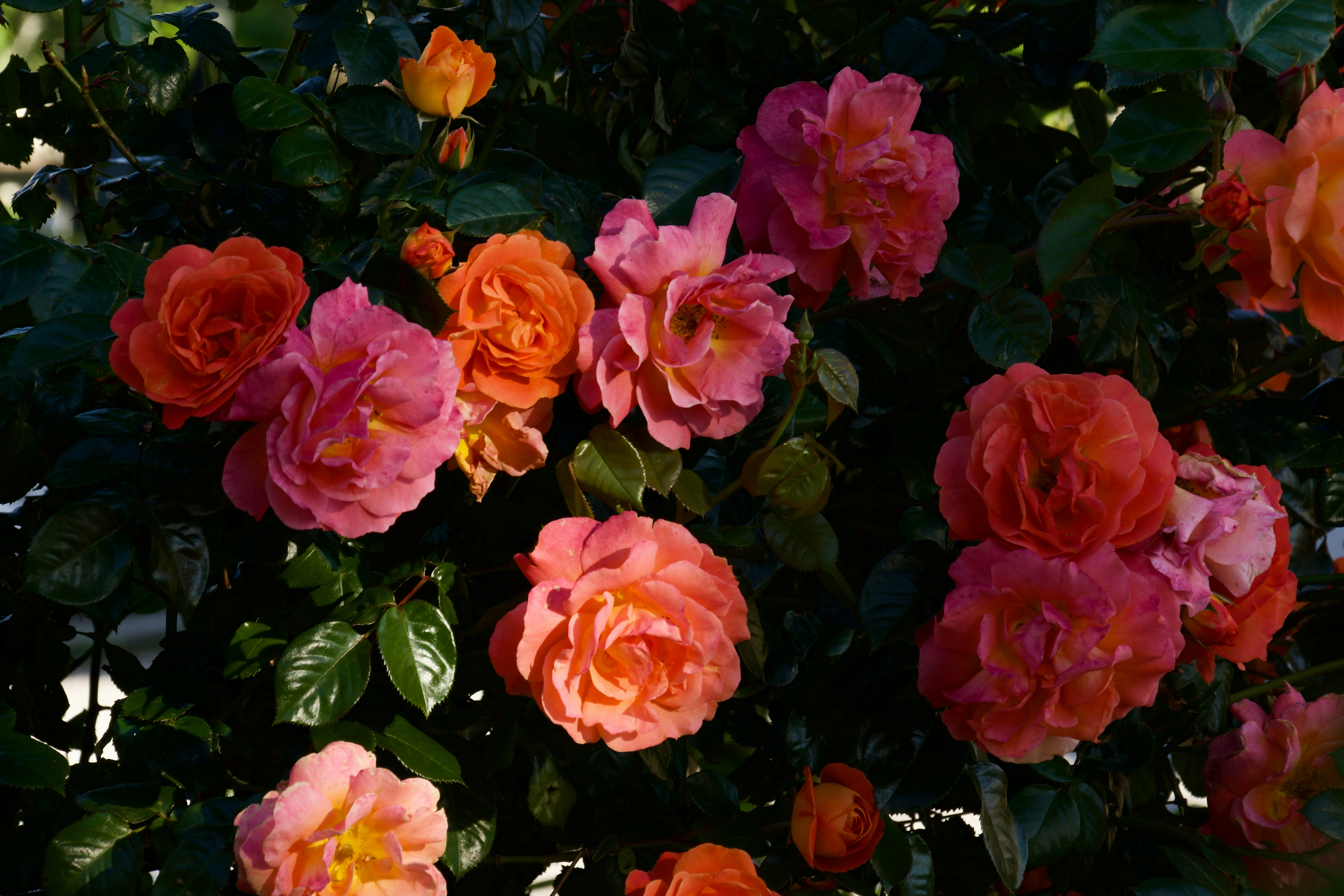 Amber and Rose: a Garden of Blooming Defiance
