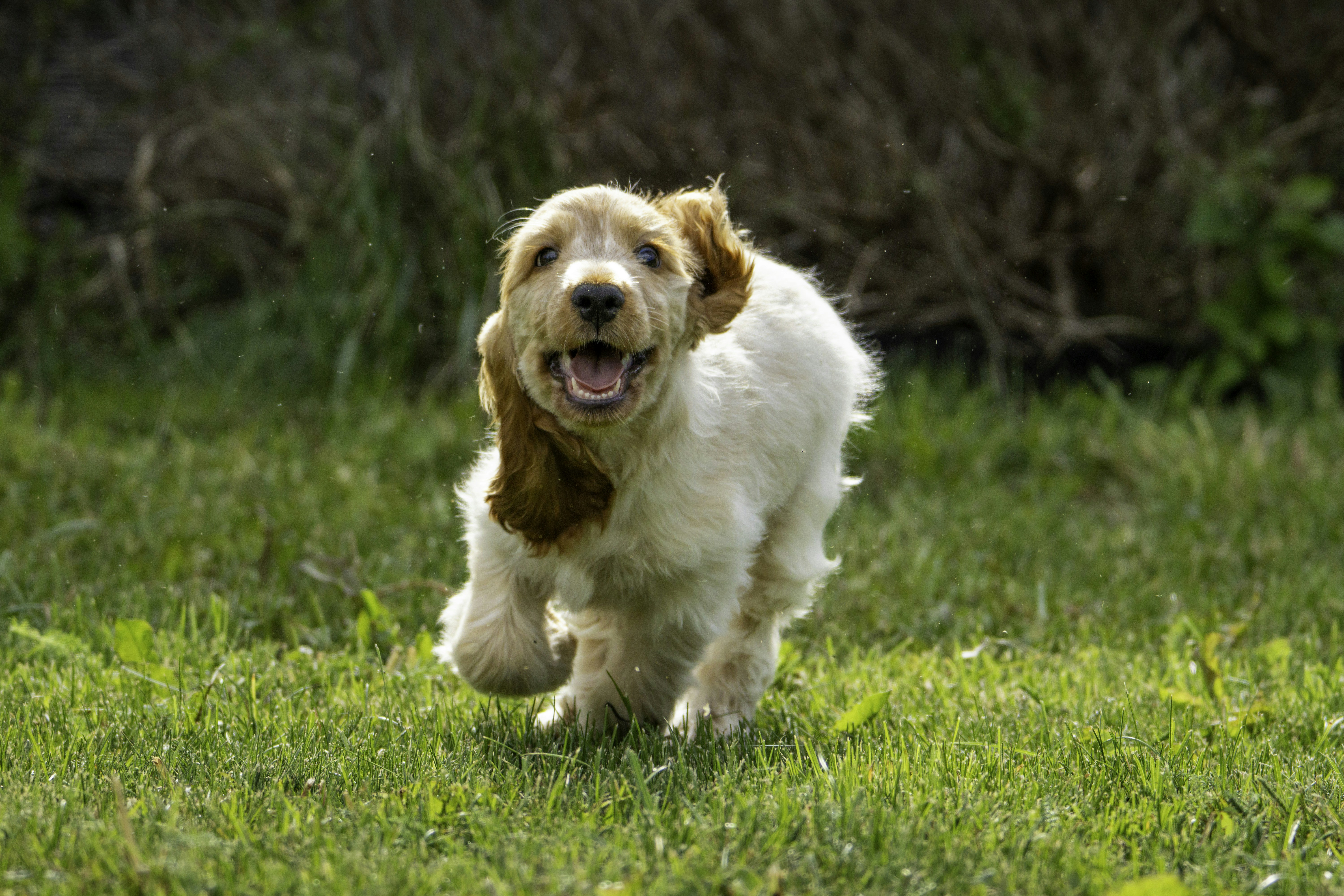Joyful Mustard and White Setter Bound Across the Sunlit Lawn