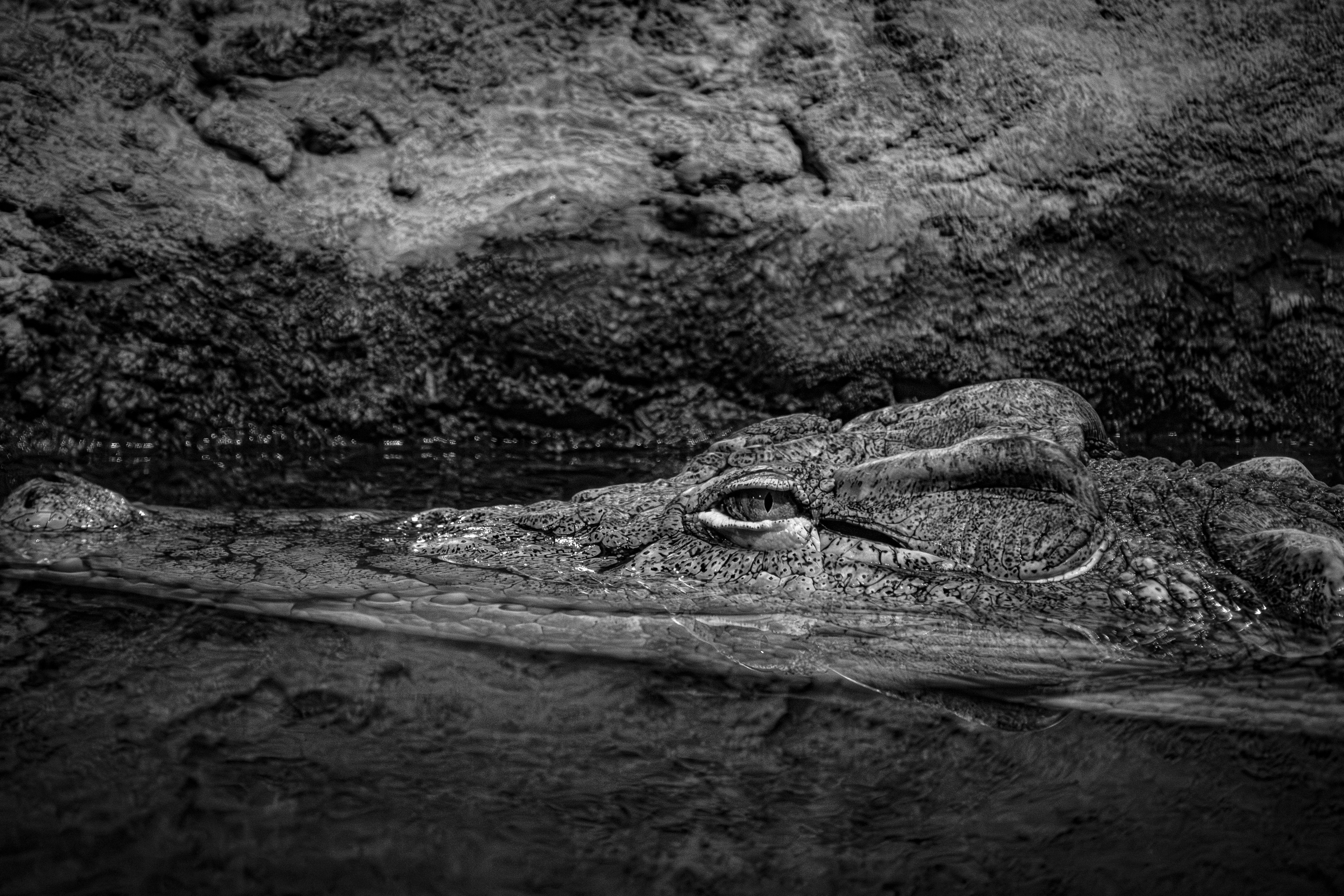 Nile Crocodile Peeks out of the water