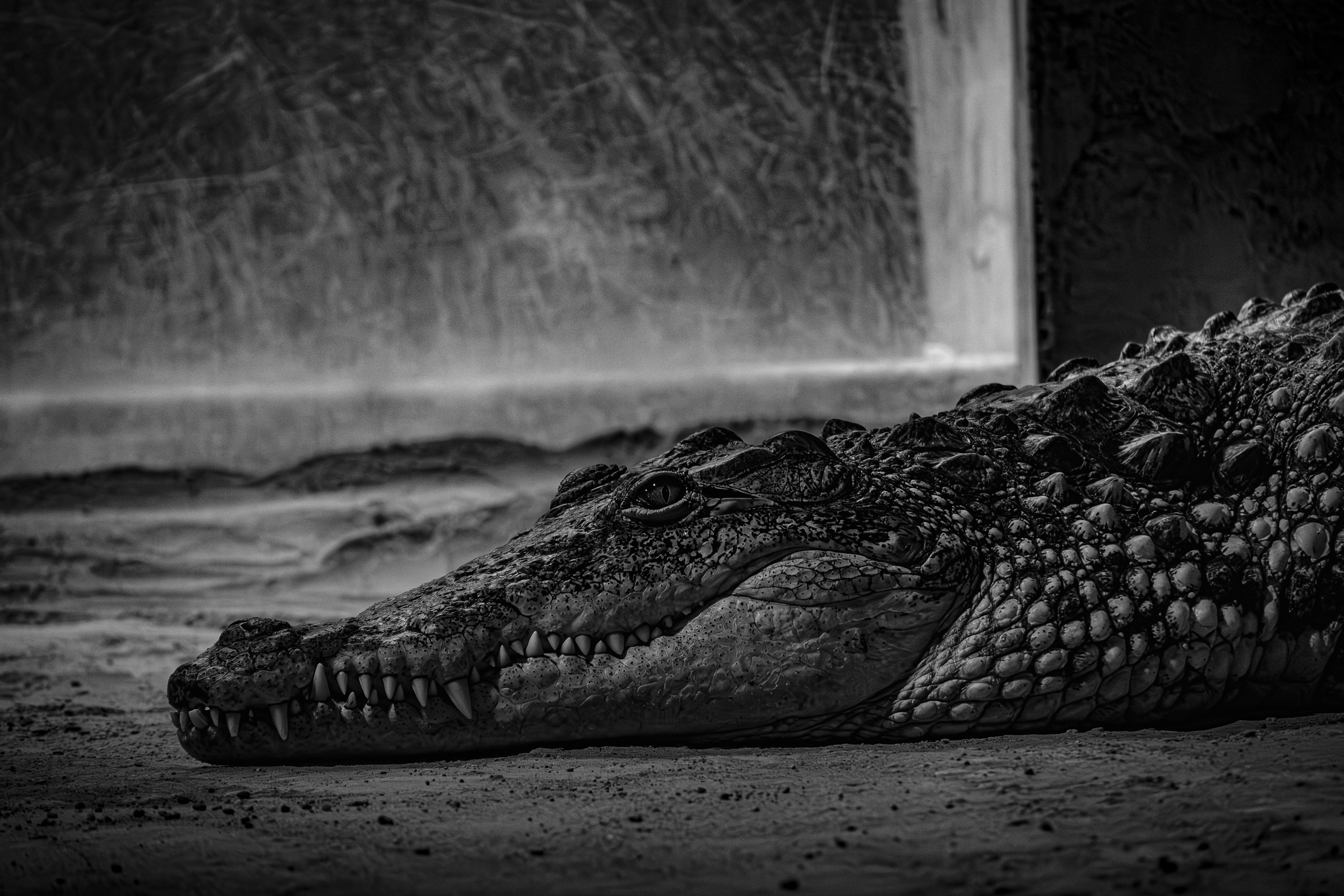 Crocodile Resting on the Shoreline in Monochrome