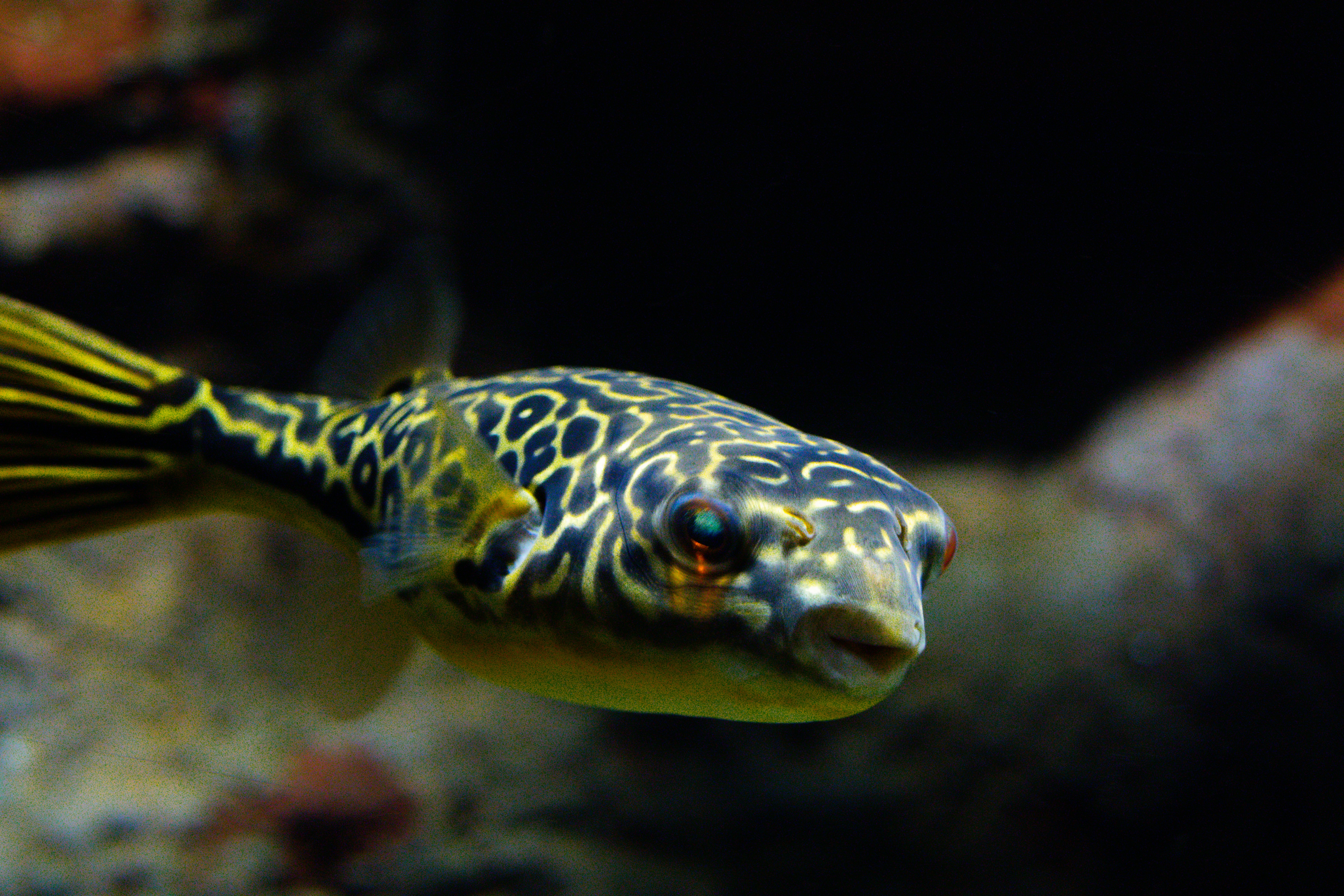 Tiger-patterned Fish Stares Down the Camera