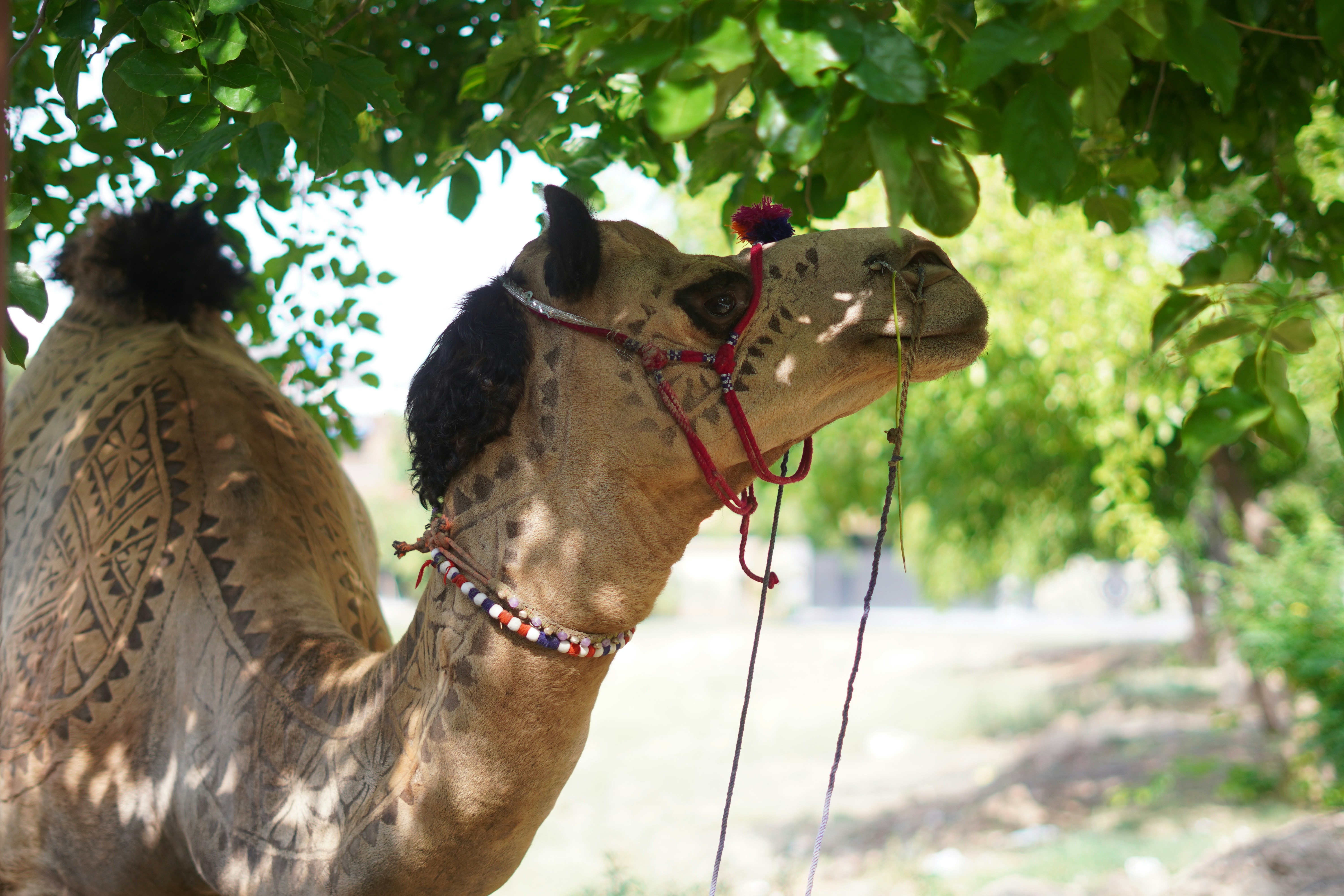 Haltered in Shade: A Camel's Quiet Gaze Beneath Leafy Canopy