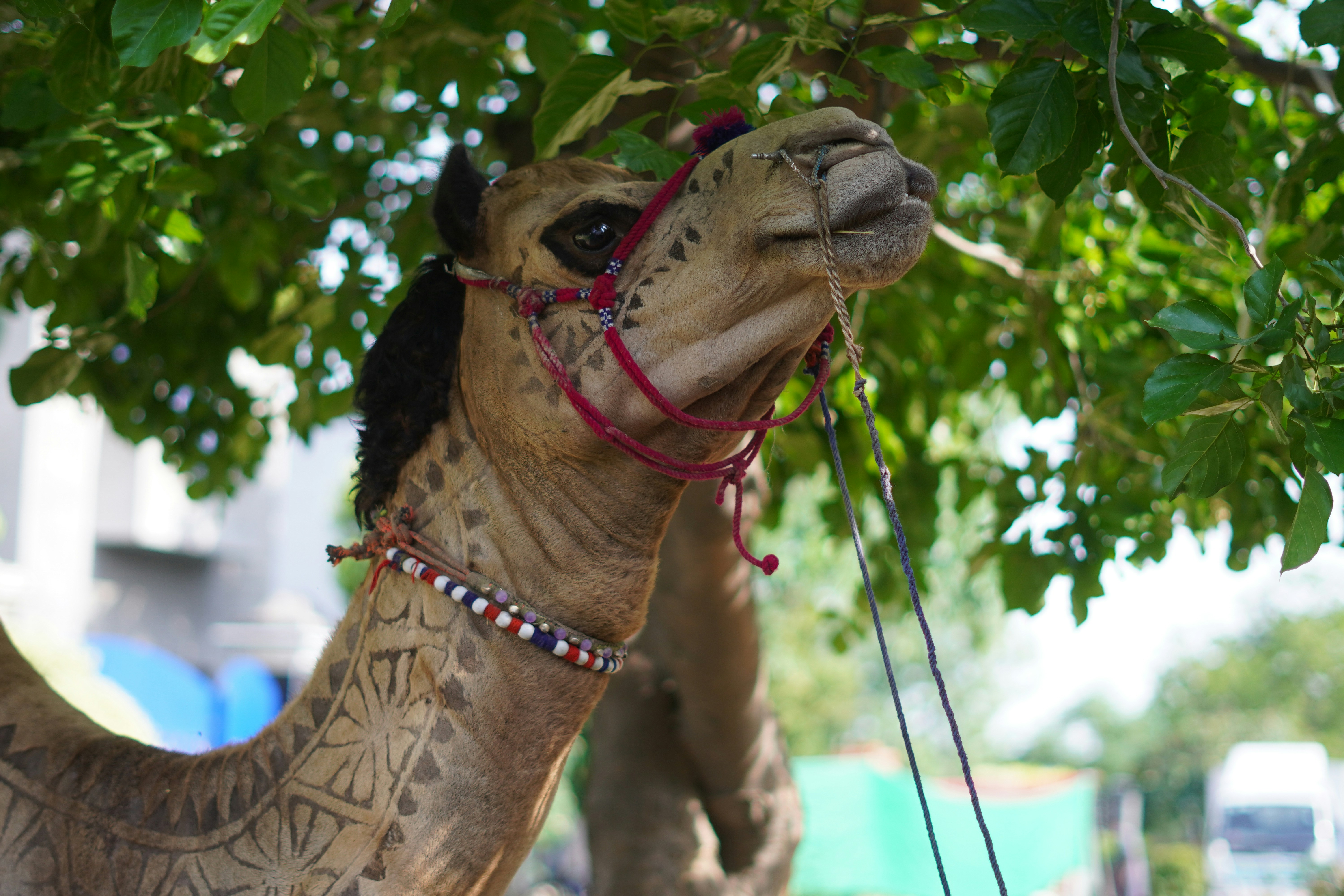 Humming Note: A Camelid’s Snack Moment Under Green Canopy
