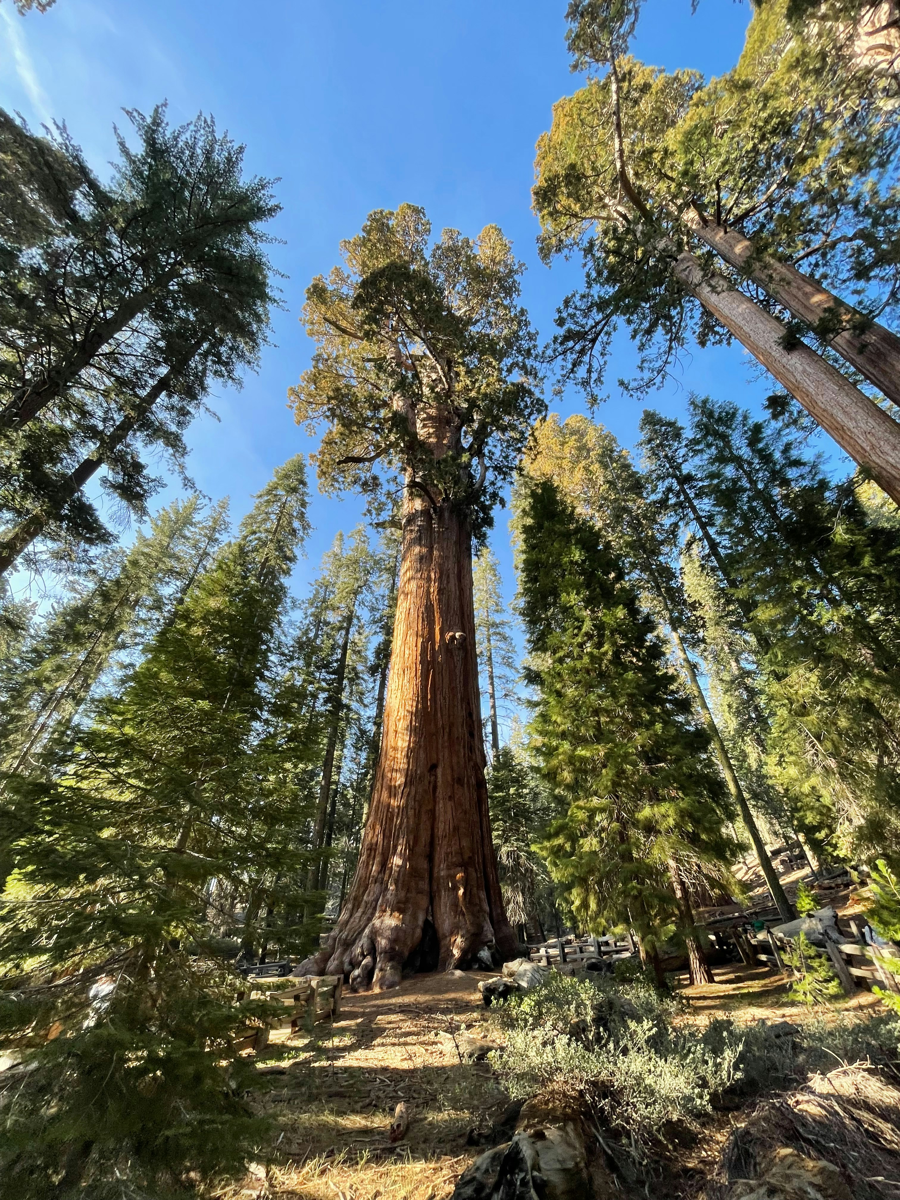 Giant Sequoia Sentinel Rising Over a Sunlit Forest Floor