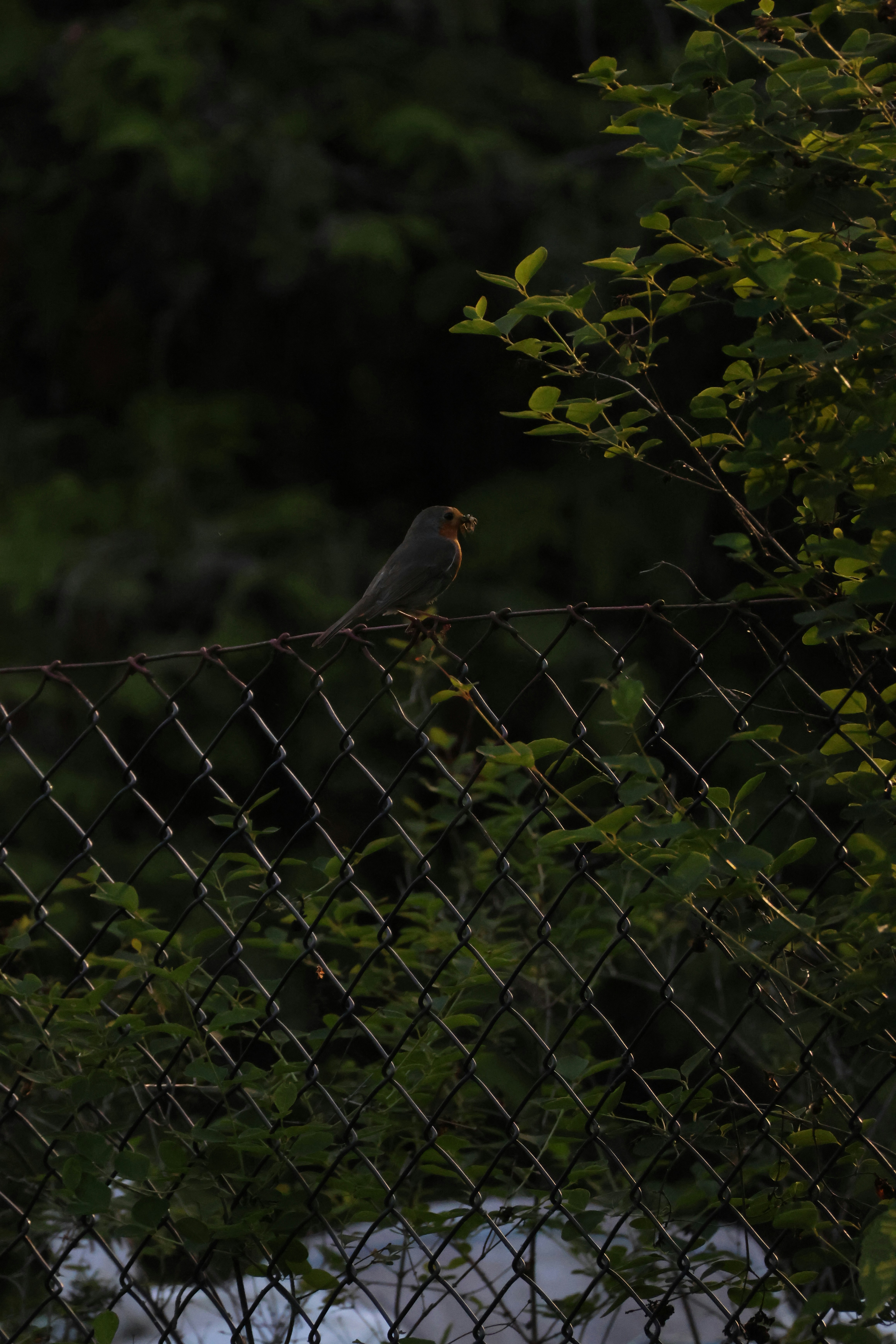 On the Wire: A Robin Watches Over the Fence
