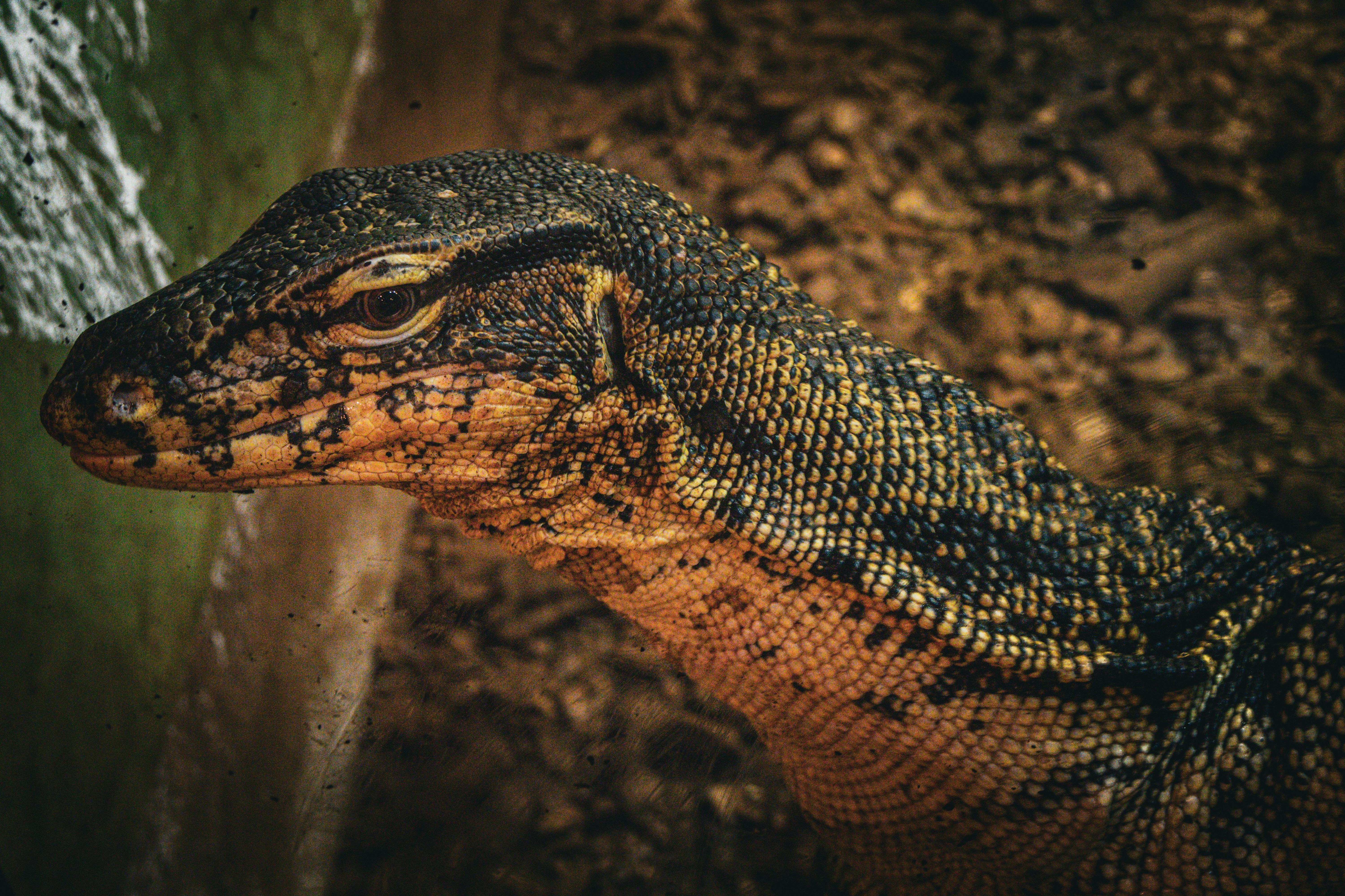 Scaled Gaze: A Monitor of Scales in Shadowed Terrarium