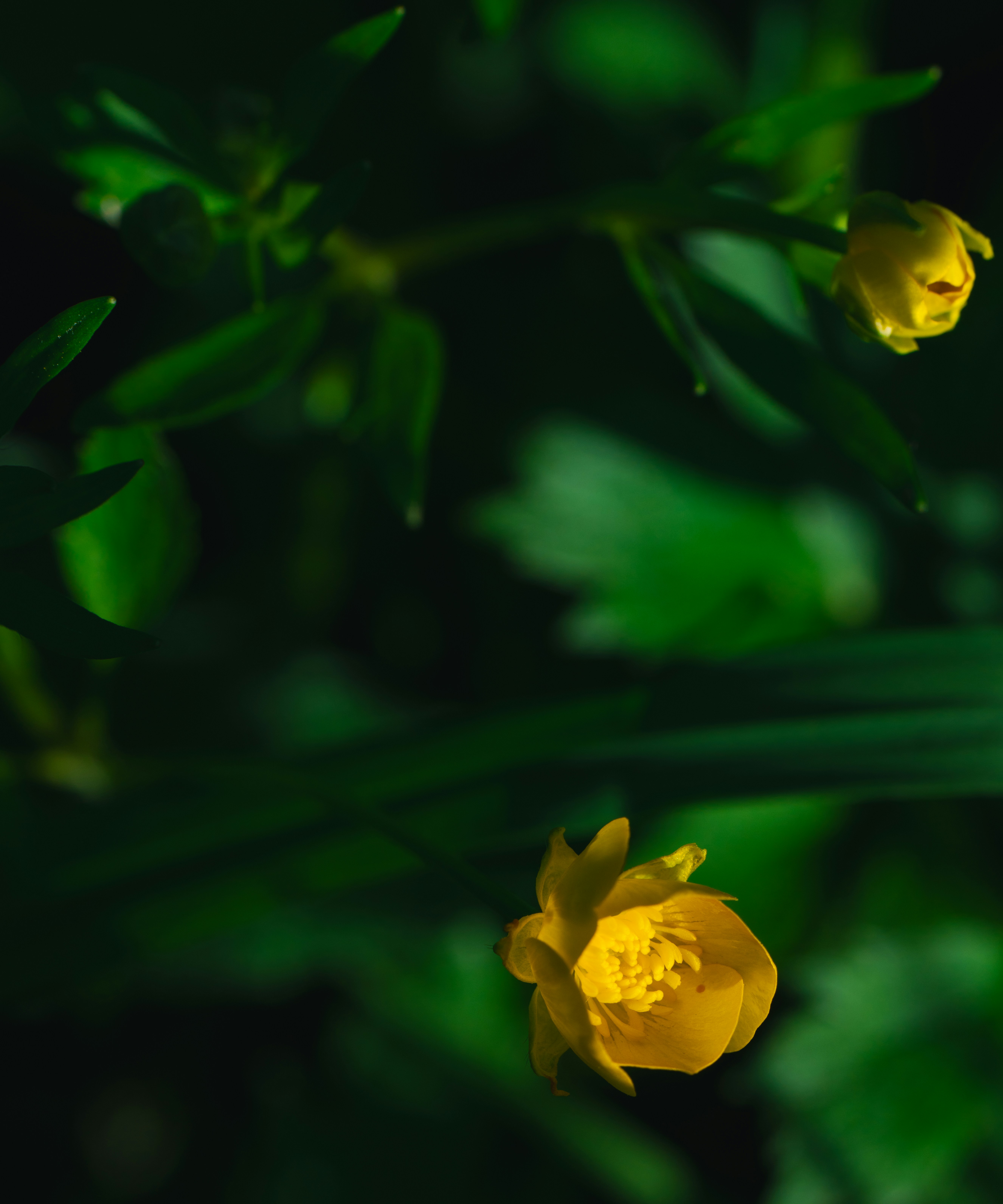 Soft Yellow Bloom Amid Deep Greens