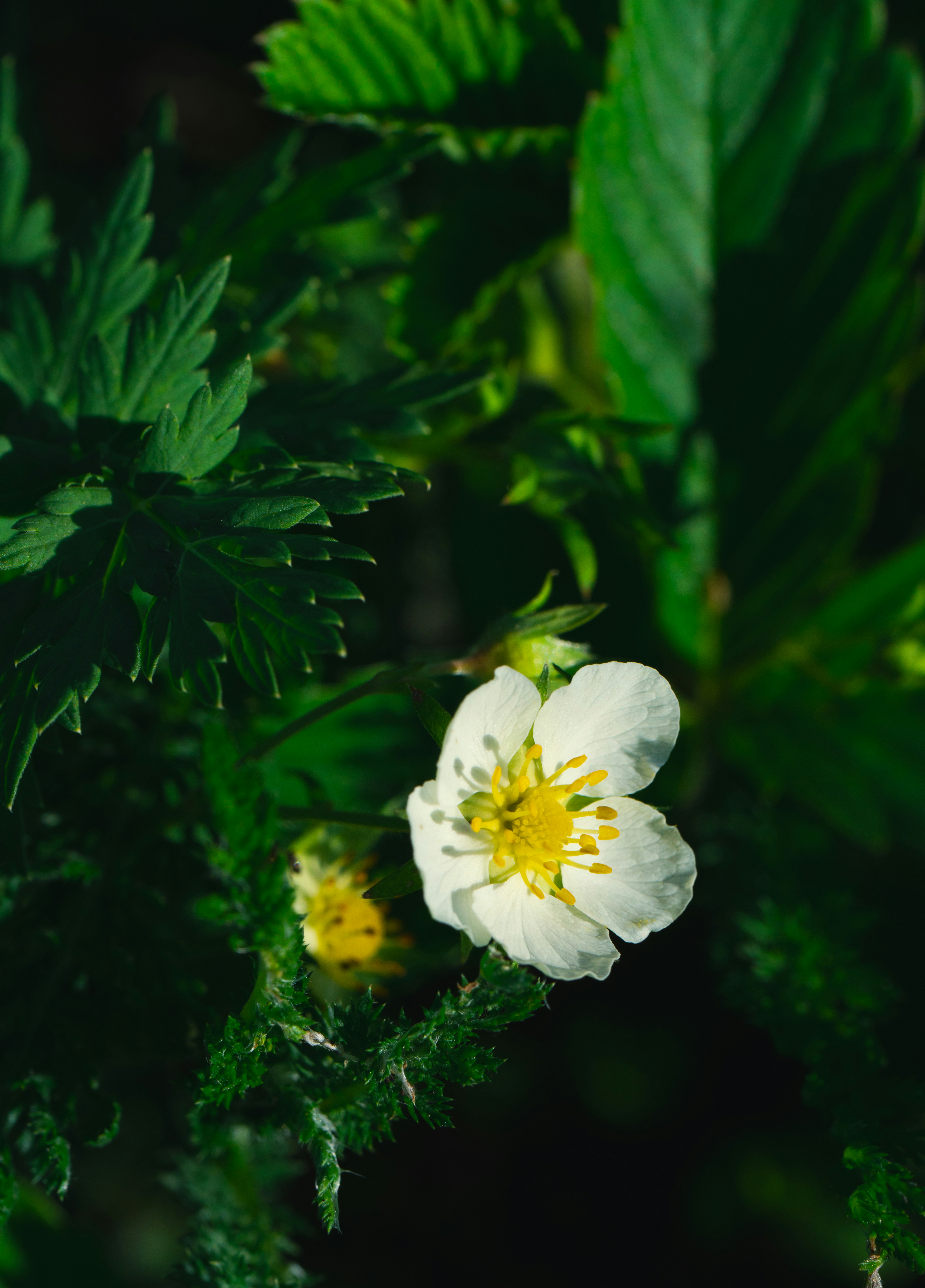 White strawberry flower blooming amidst lush green foliage.