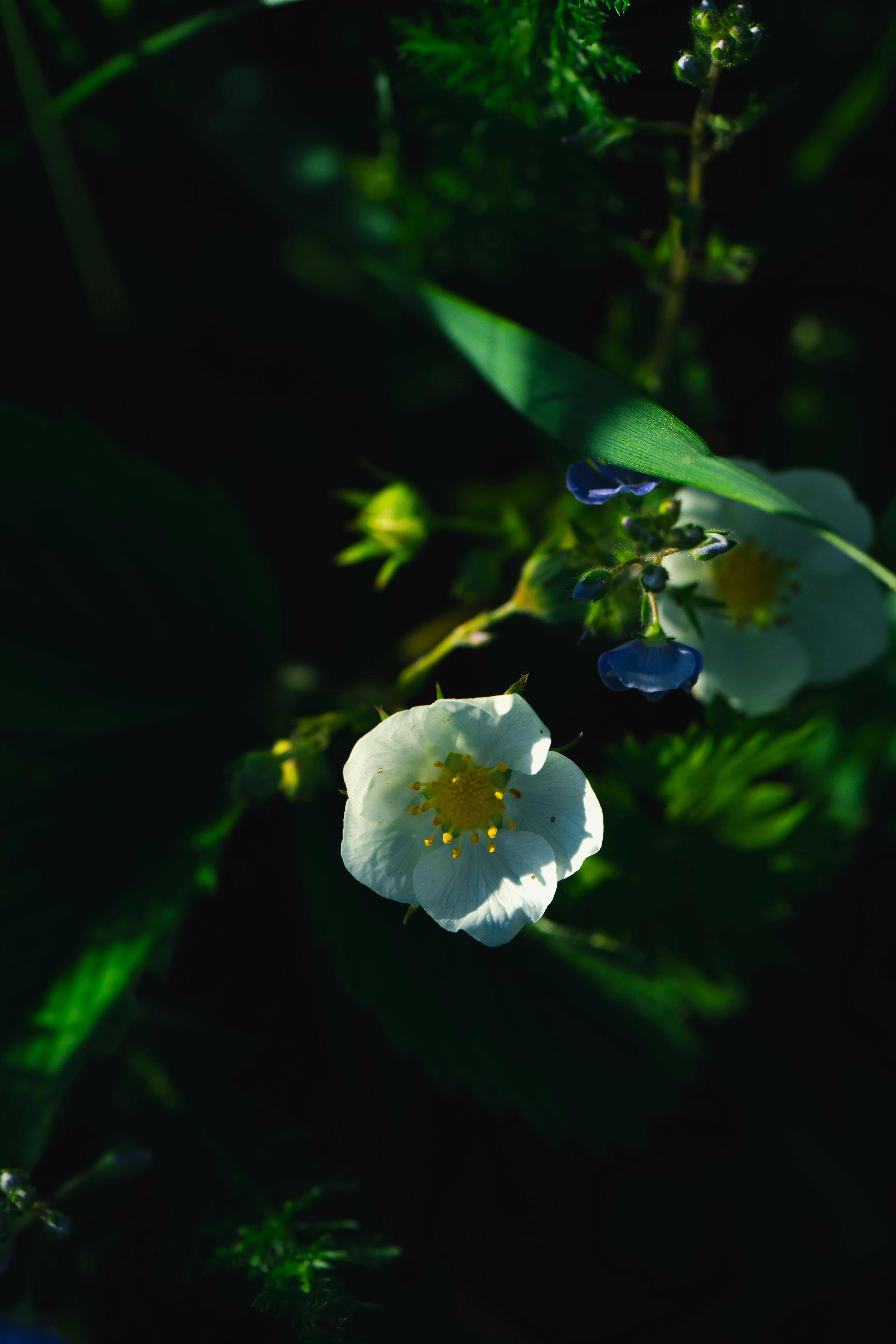 Moonlit White Petal, Dark Greens: A Quiet Floral Study