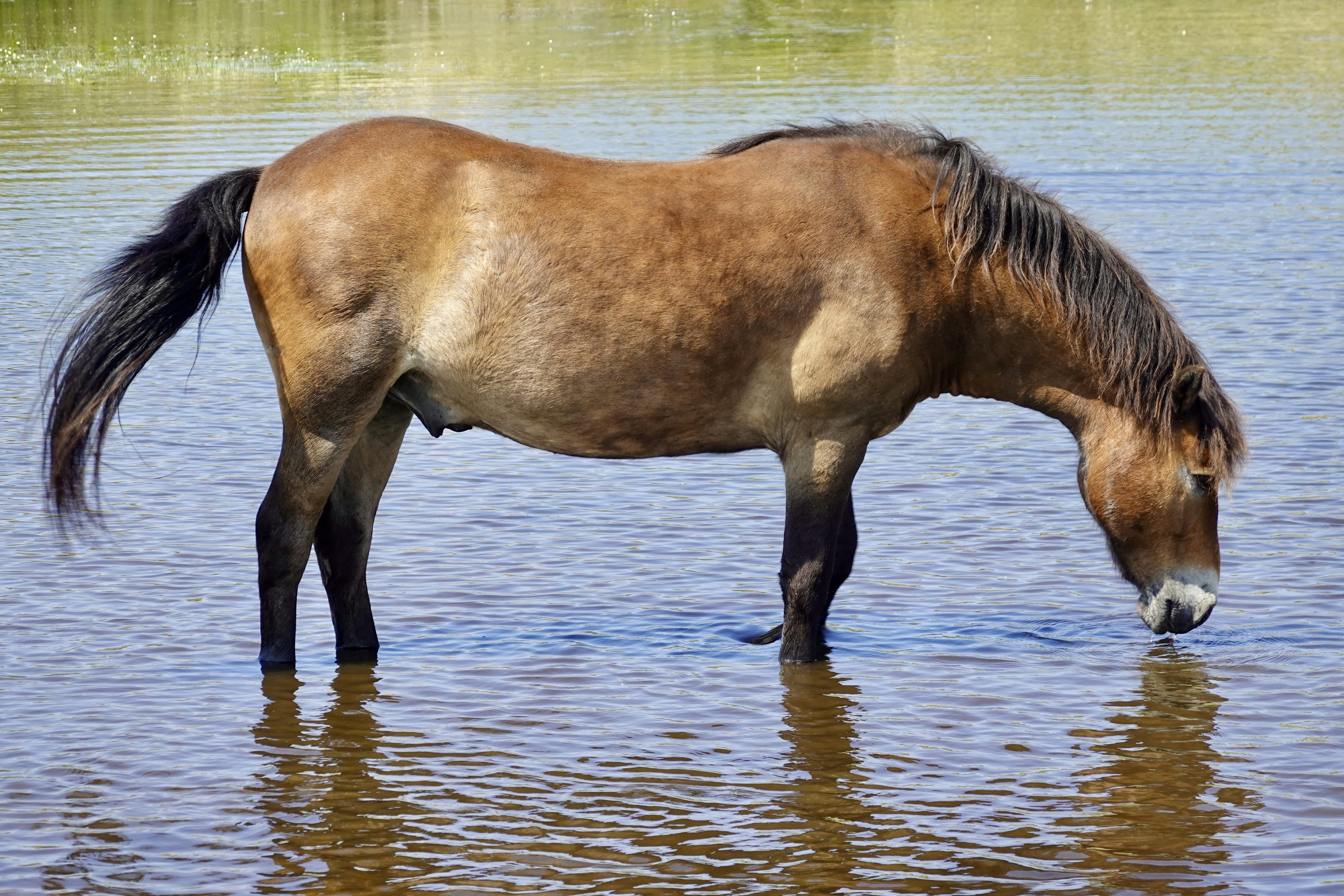 An Exmoor pony stallion drinking from a shallow lake in the coastal dunes