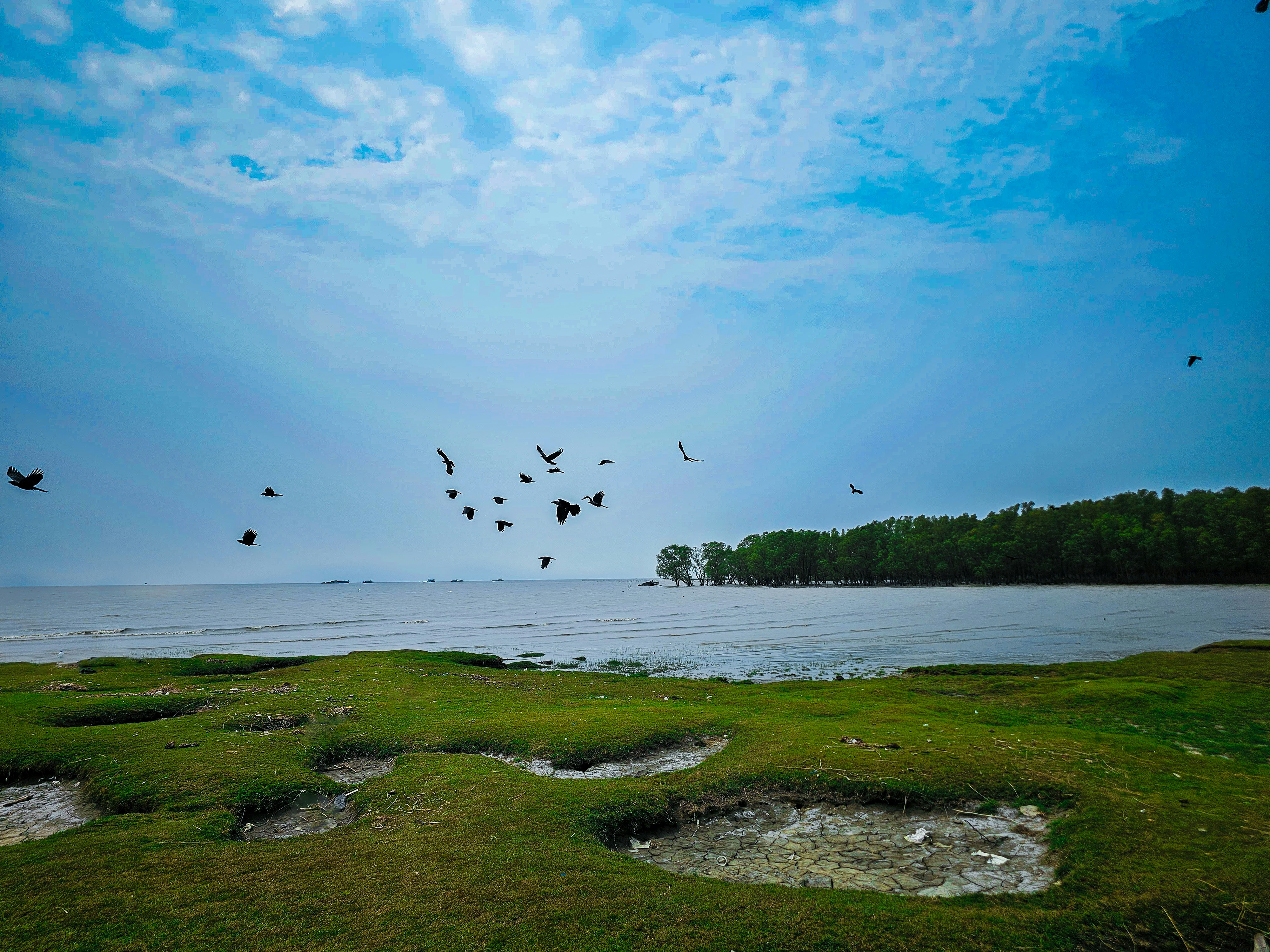 Birds in Flight Over a Tallow-green Shoreline at Dusk