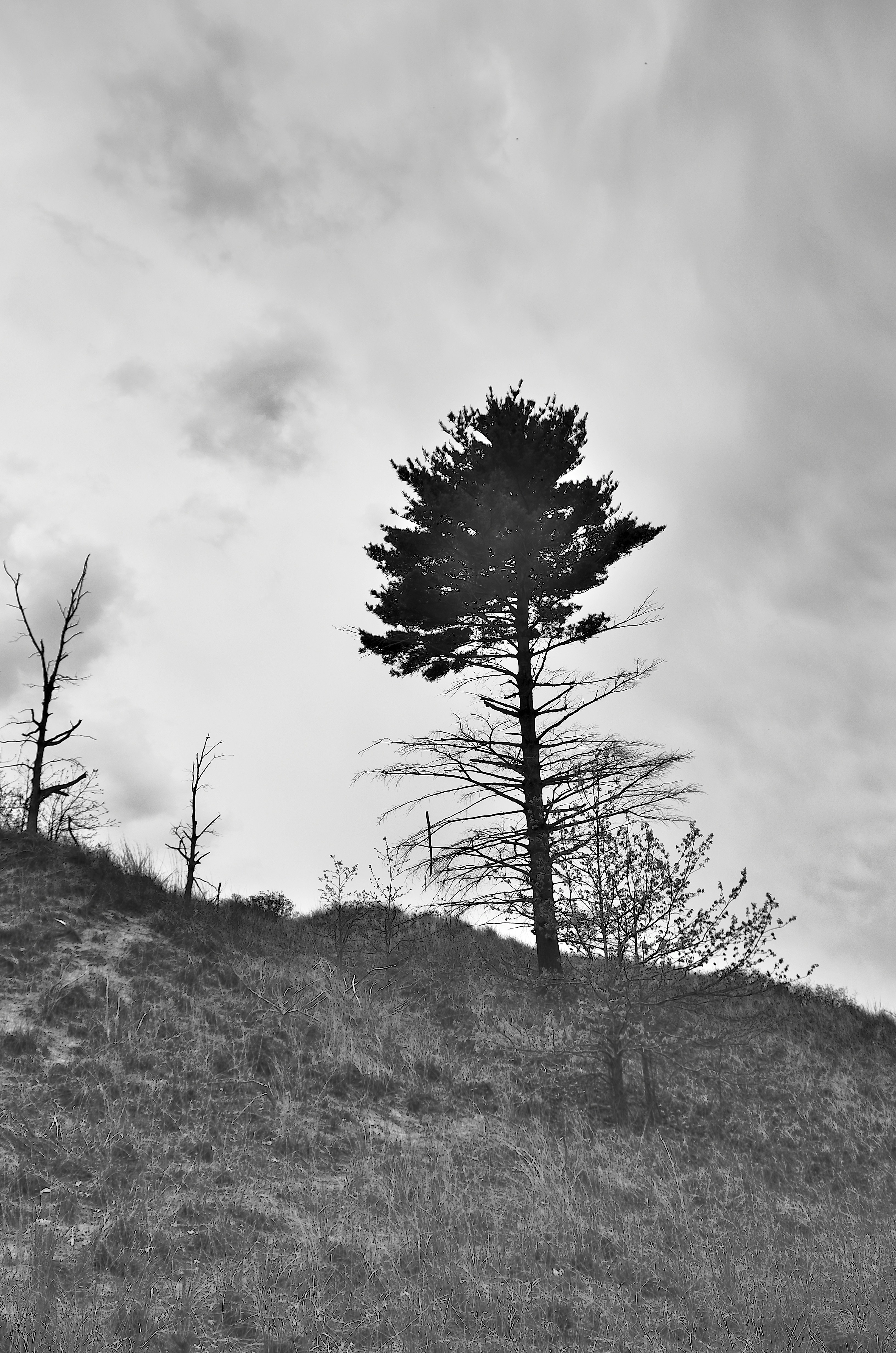  solitary pine on windswept hilltop in monochrome