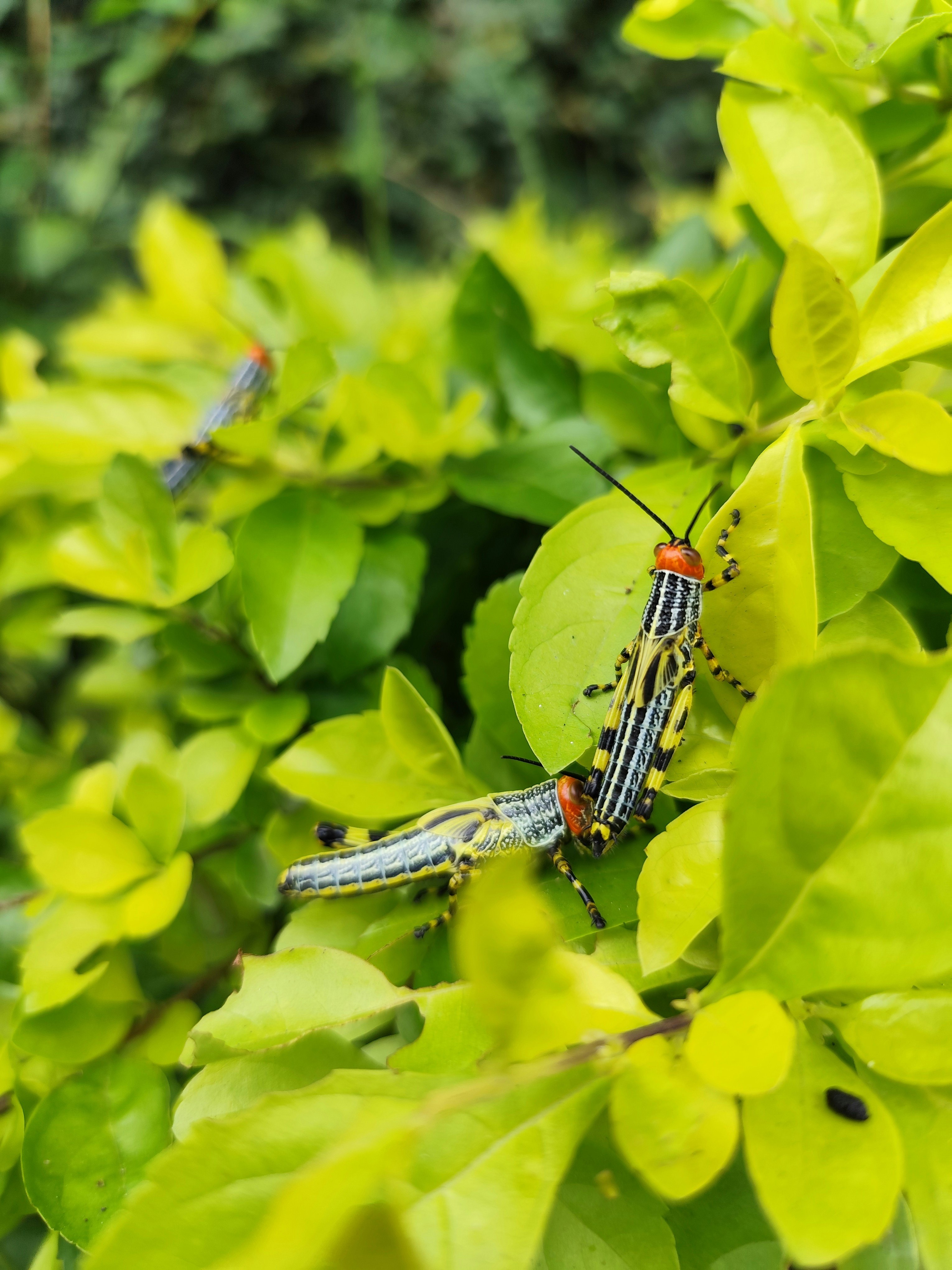 String of Light: A Meeting of Damselflies Amid Verdant Foliage
