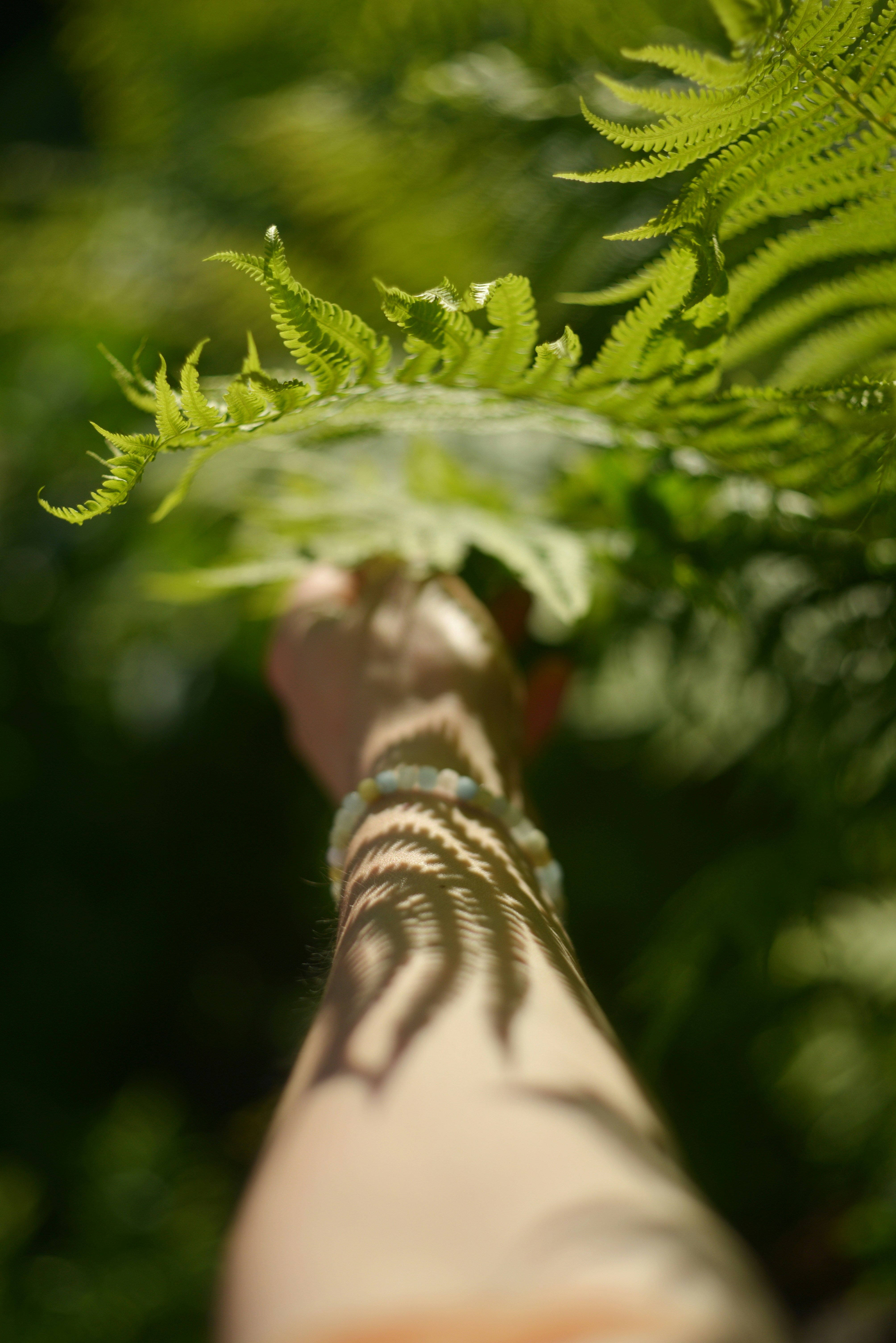 Fern Reach: A Sunlit Bokeh Over the Arm