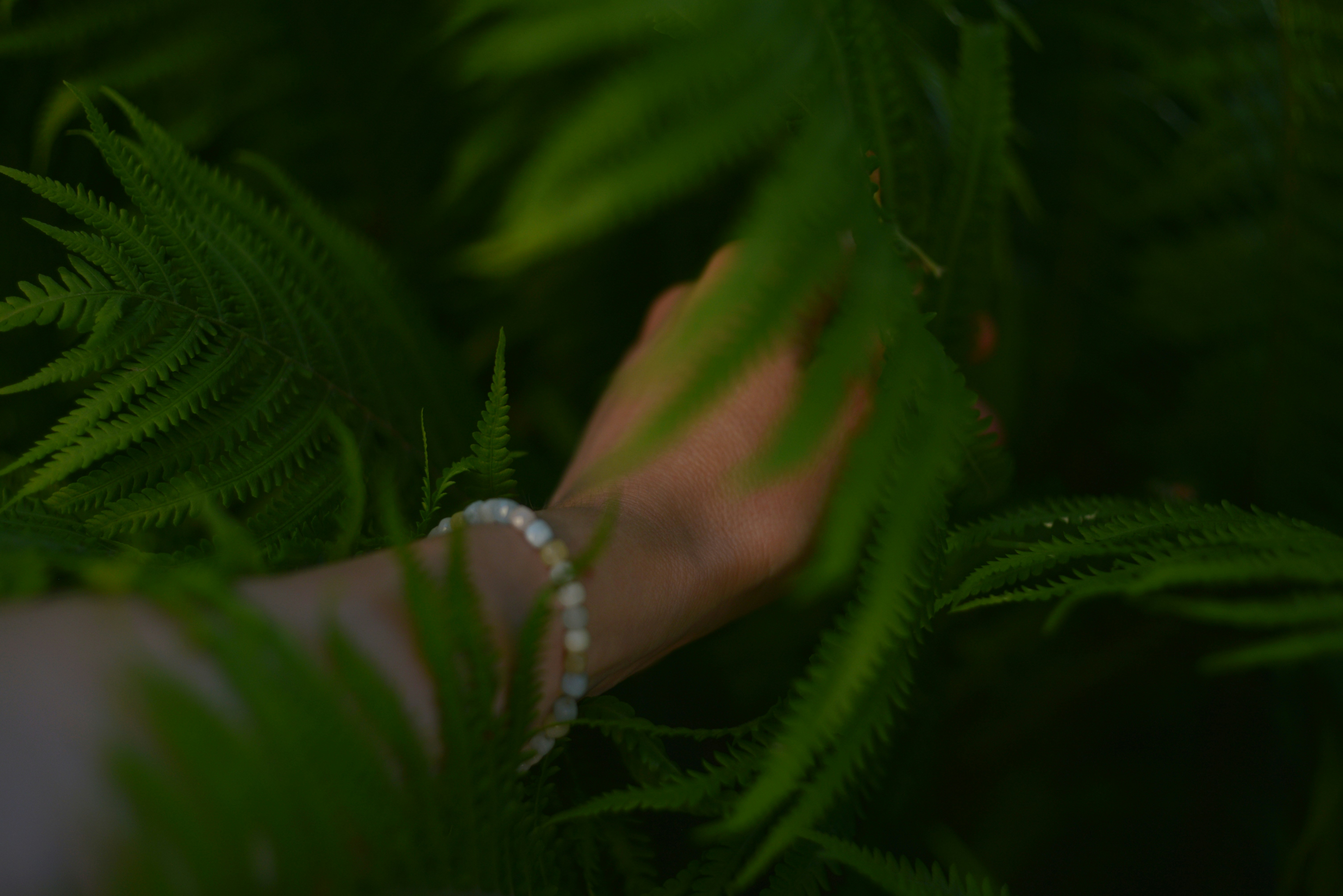 In the Fern Grotto: A Quiet Wrist Among Green Veils