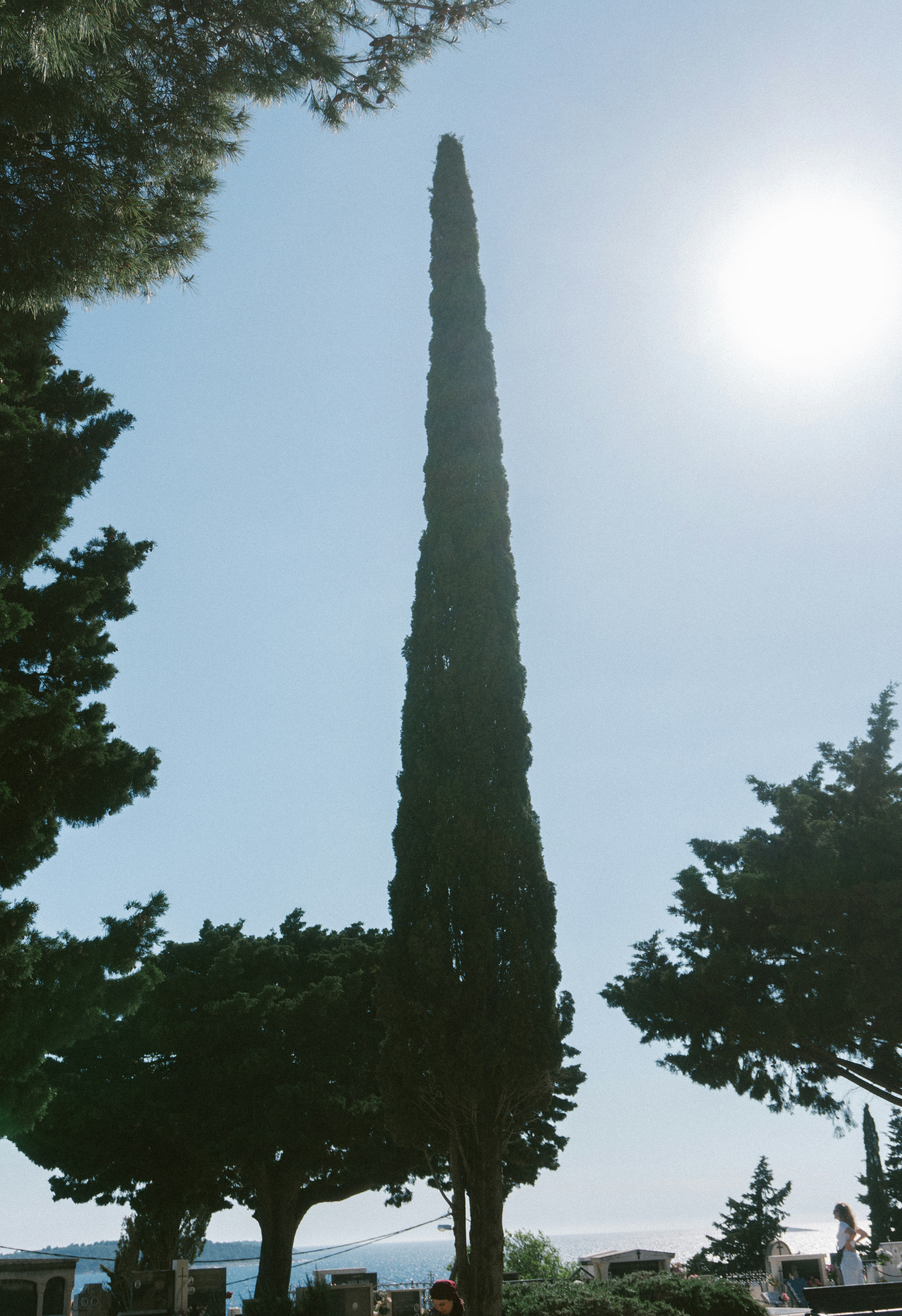 Tall cypress tree rises above a coastal park with a bright sun and distant sea in the background; foreground includes other trees and people along a low wall. Aerial, airy scene with natural light and a serene seaside atmosphere.