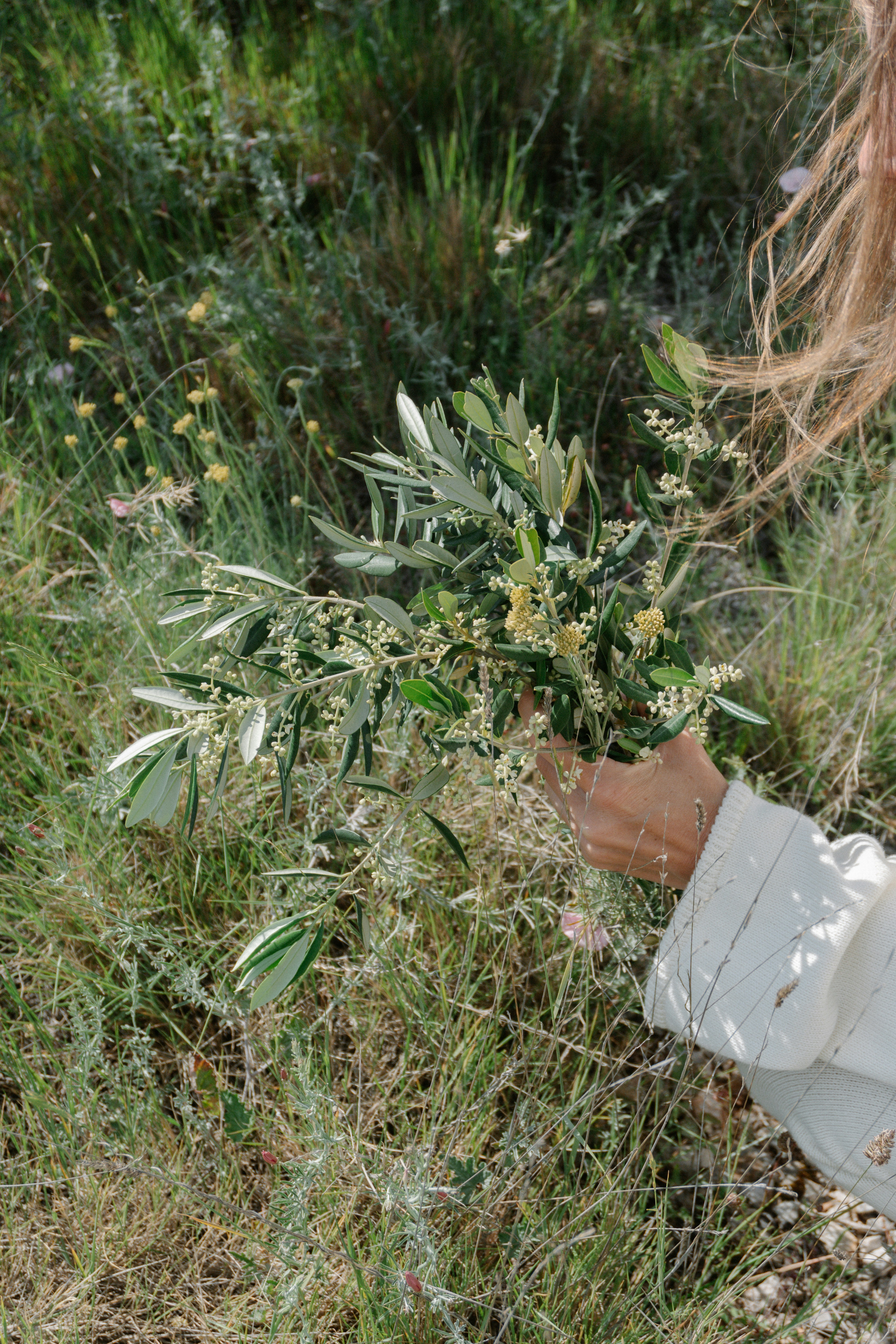 Bouquet of Wild Olive Amid Meadow Morning Light