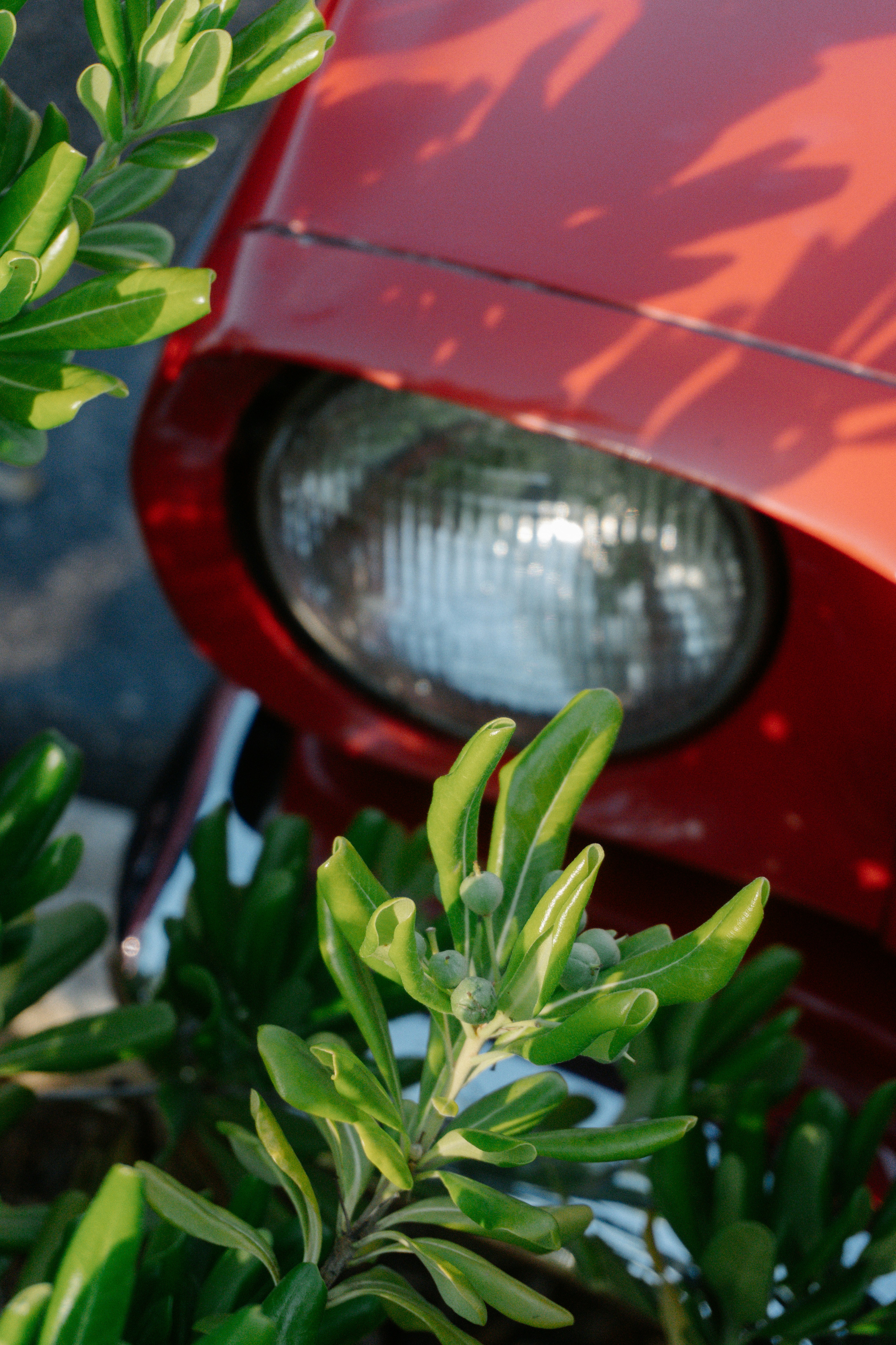 Red Headlight with Greenery: A Surprised Encounter