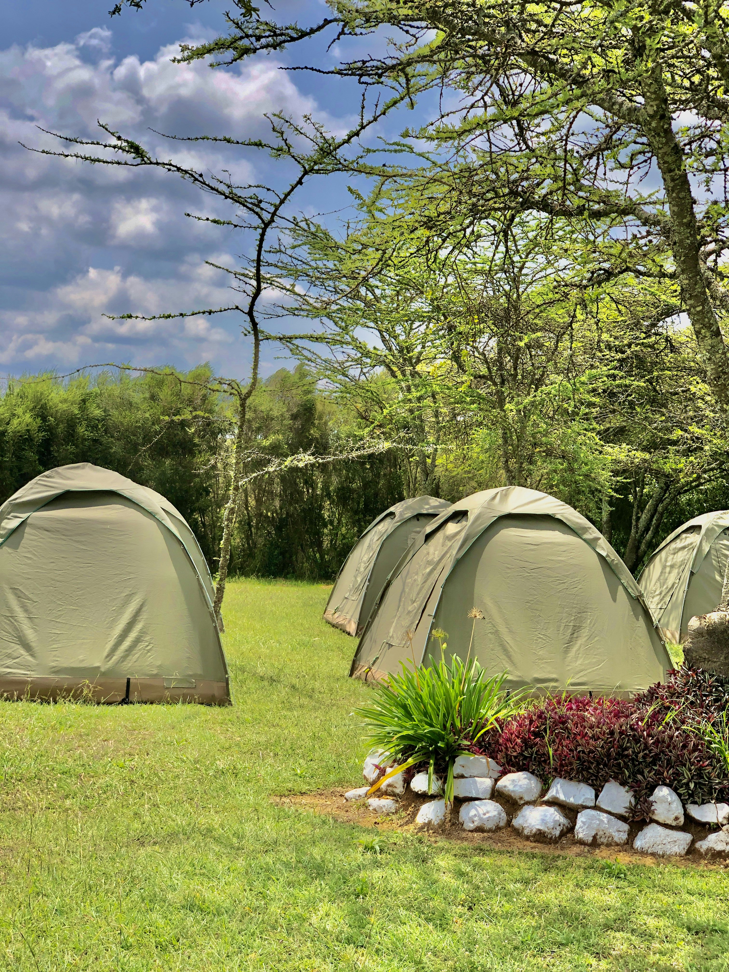Sunlit Campground: Tents Under a Sky of Green spring branches