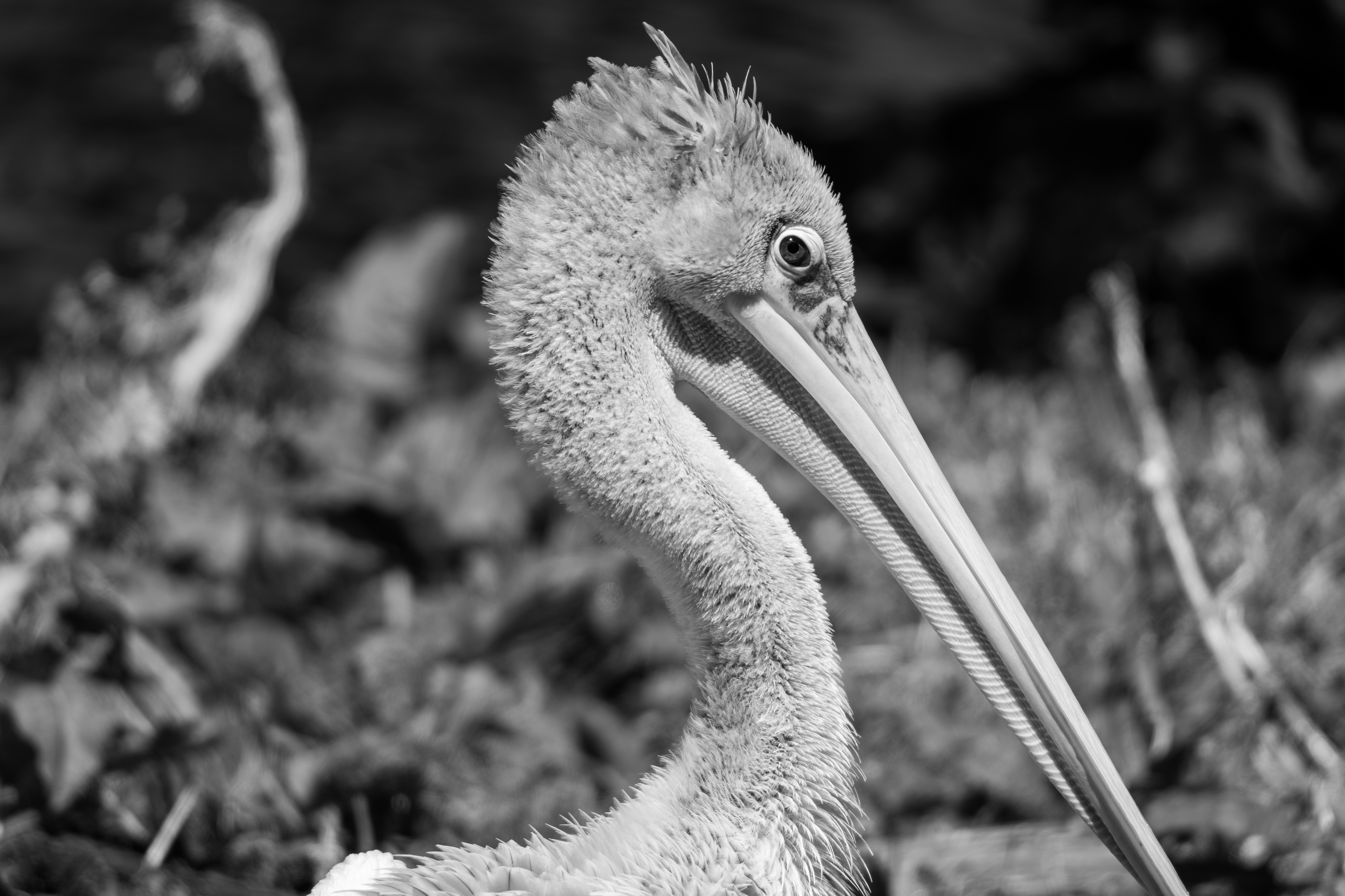 Curved Silhouette: A Pelican's Gaze in Focus