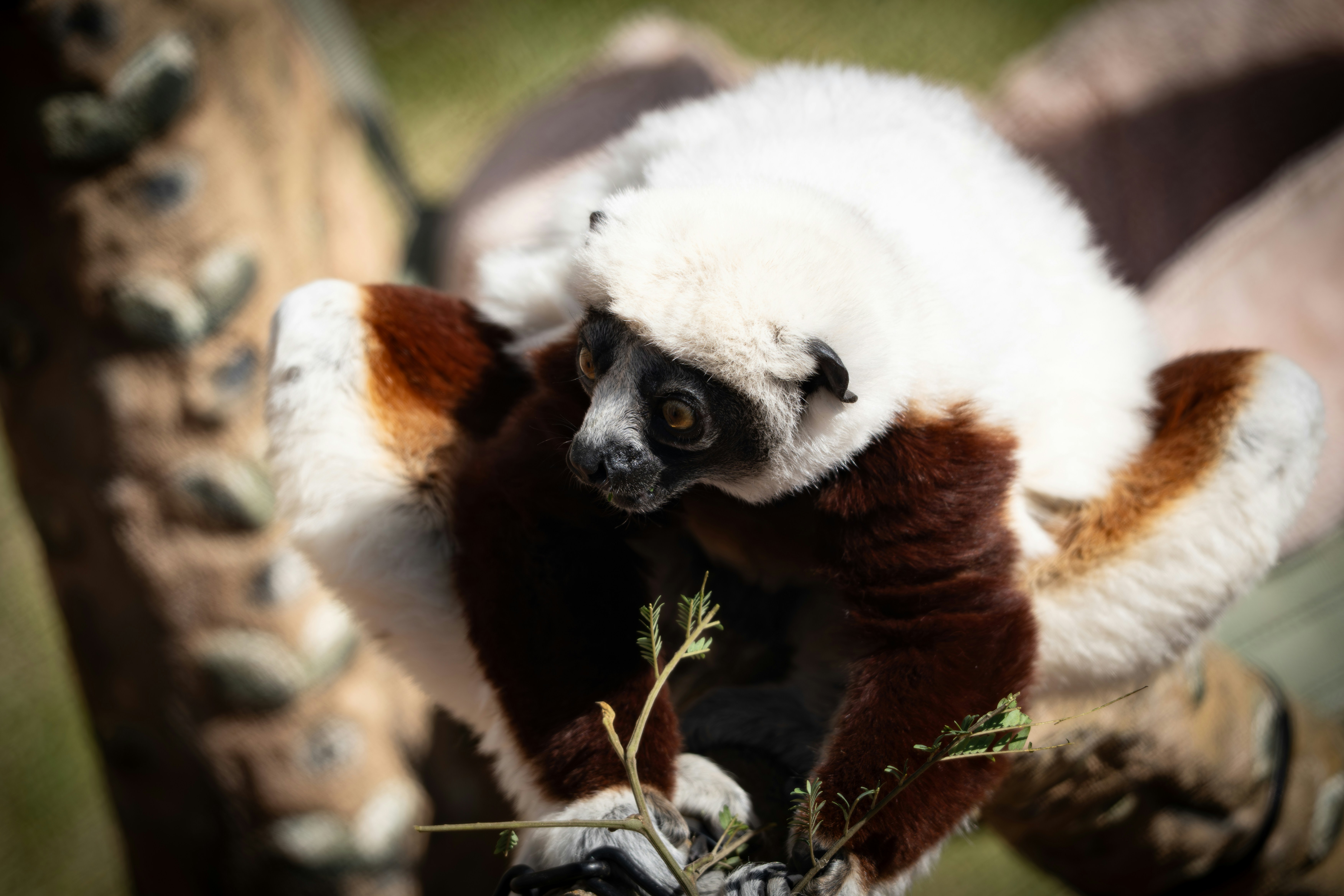 White-voiced Lemur on a Branch: Close-Up in a Zoo Exhibit