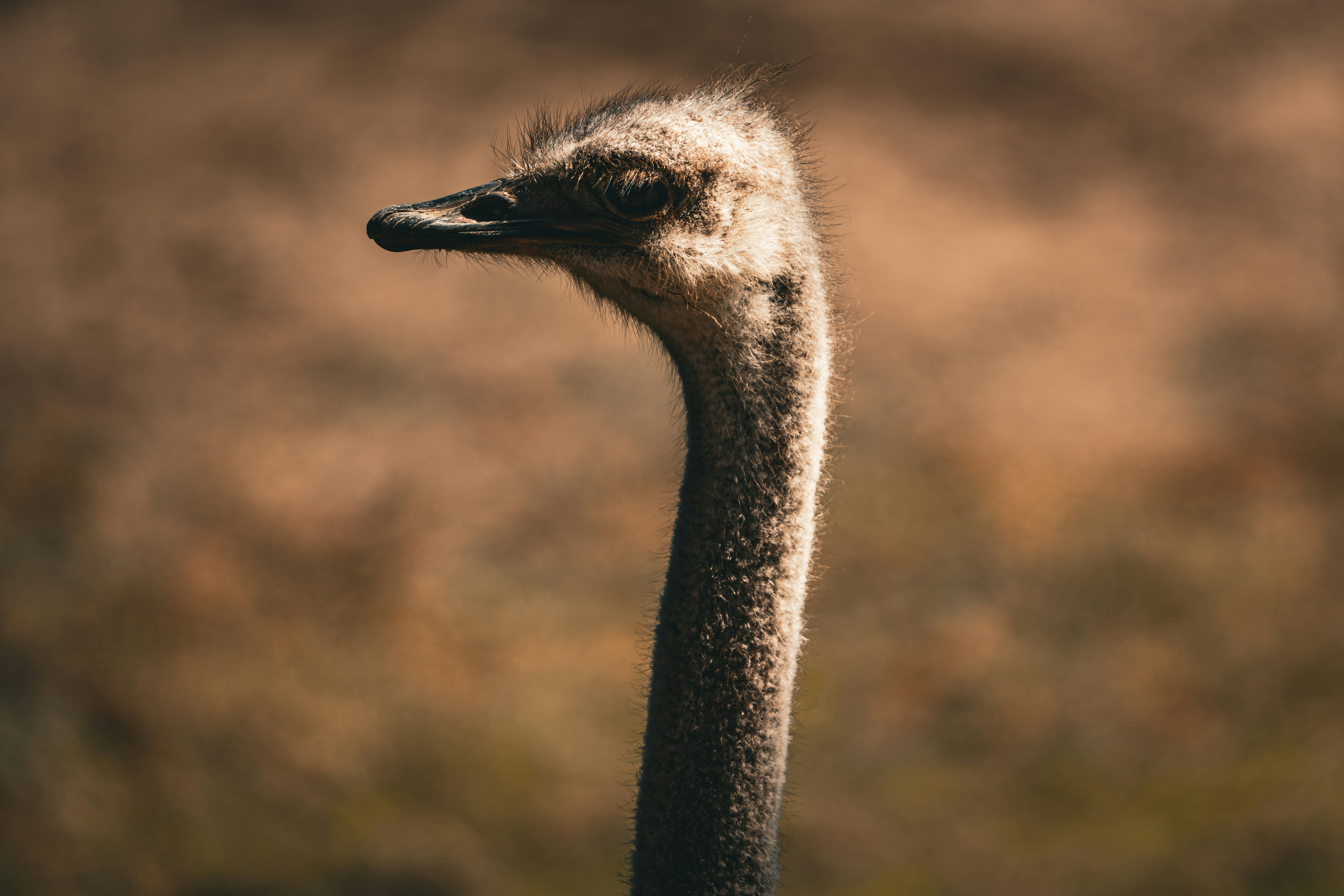 The Long Neck in Warm Light