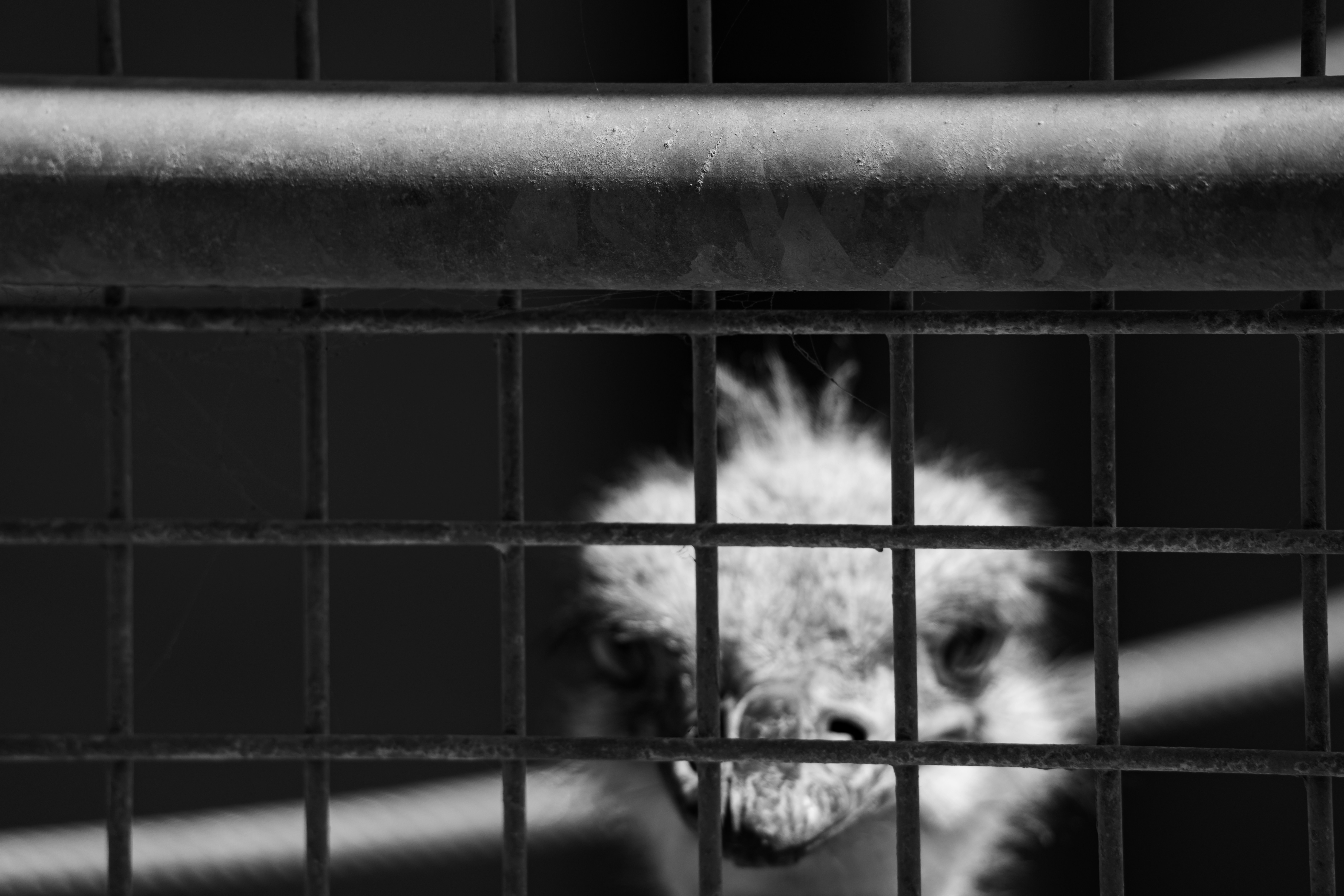 Prisoner of the Grids: A Pet Perspective Behind Bars