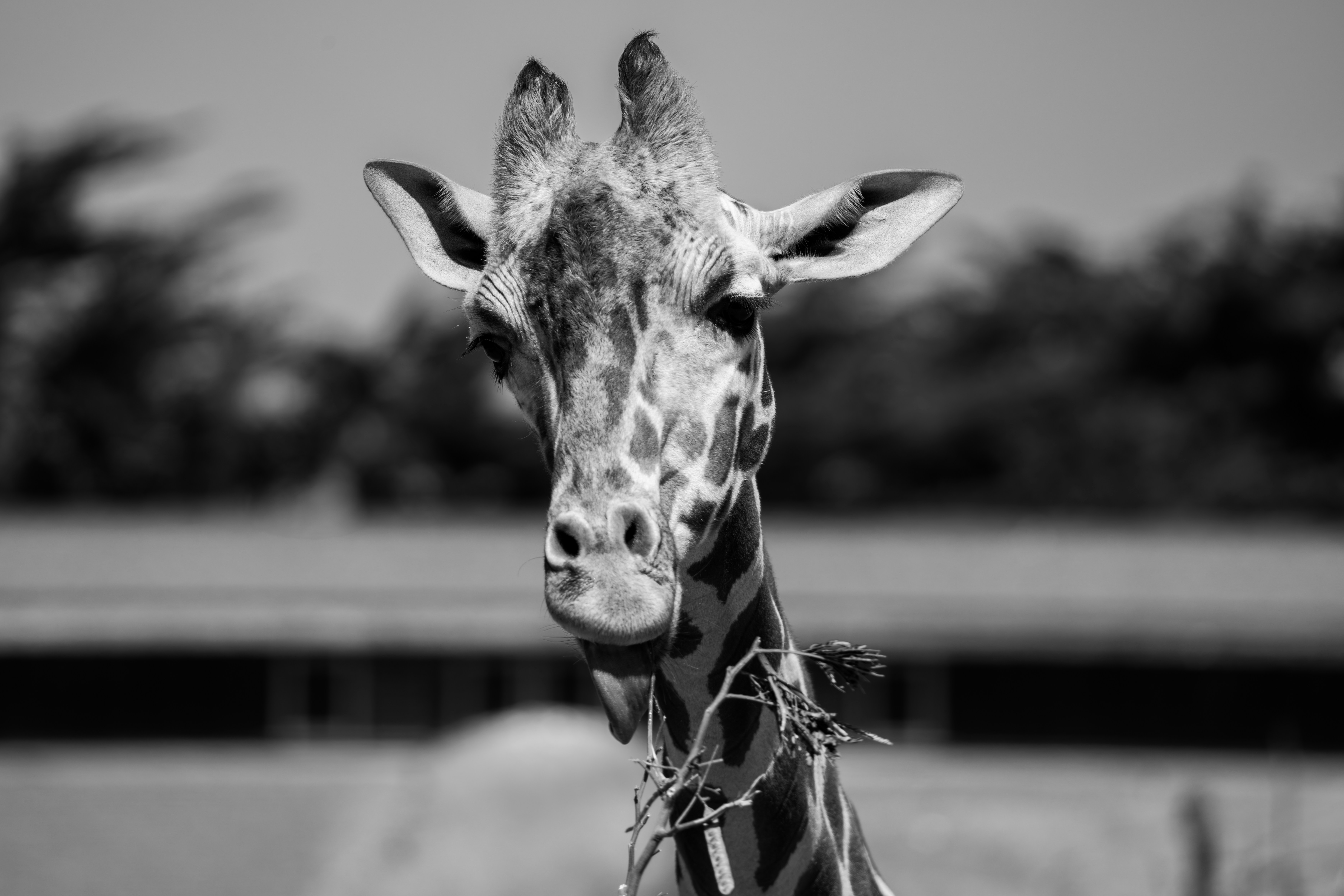 Giraffe Portrait: Quiet Gaze Through a Monochrome Frame
