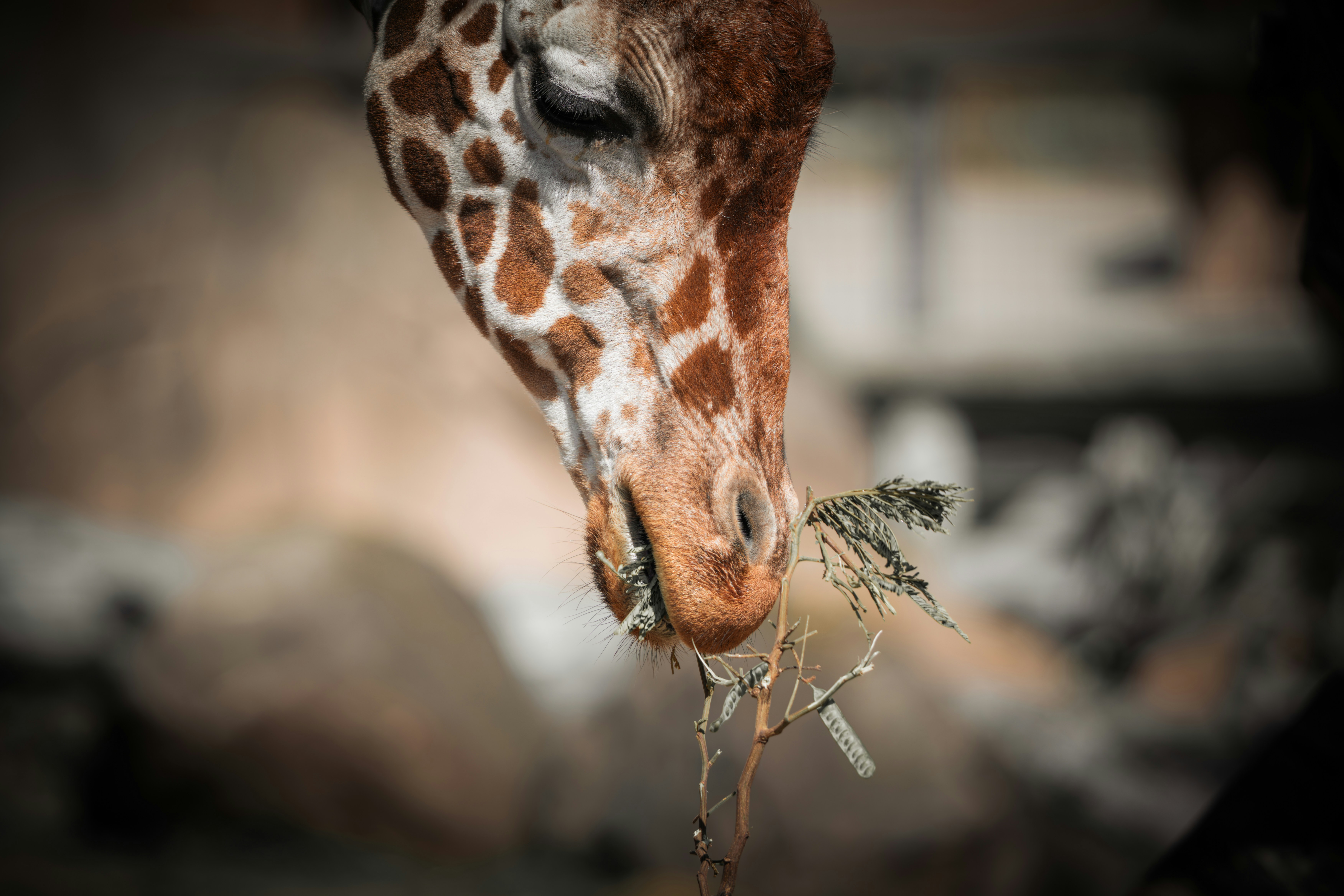 Giraffe in Quiet Focus: Forage at the Foreground