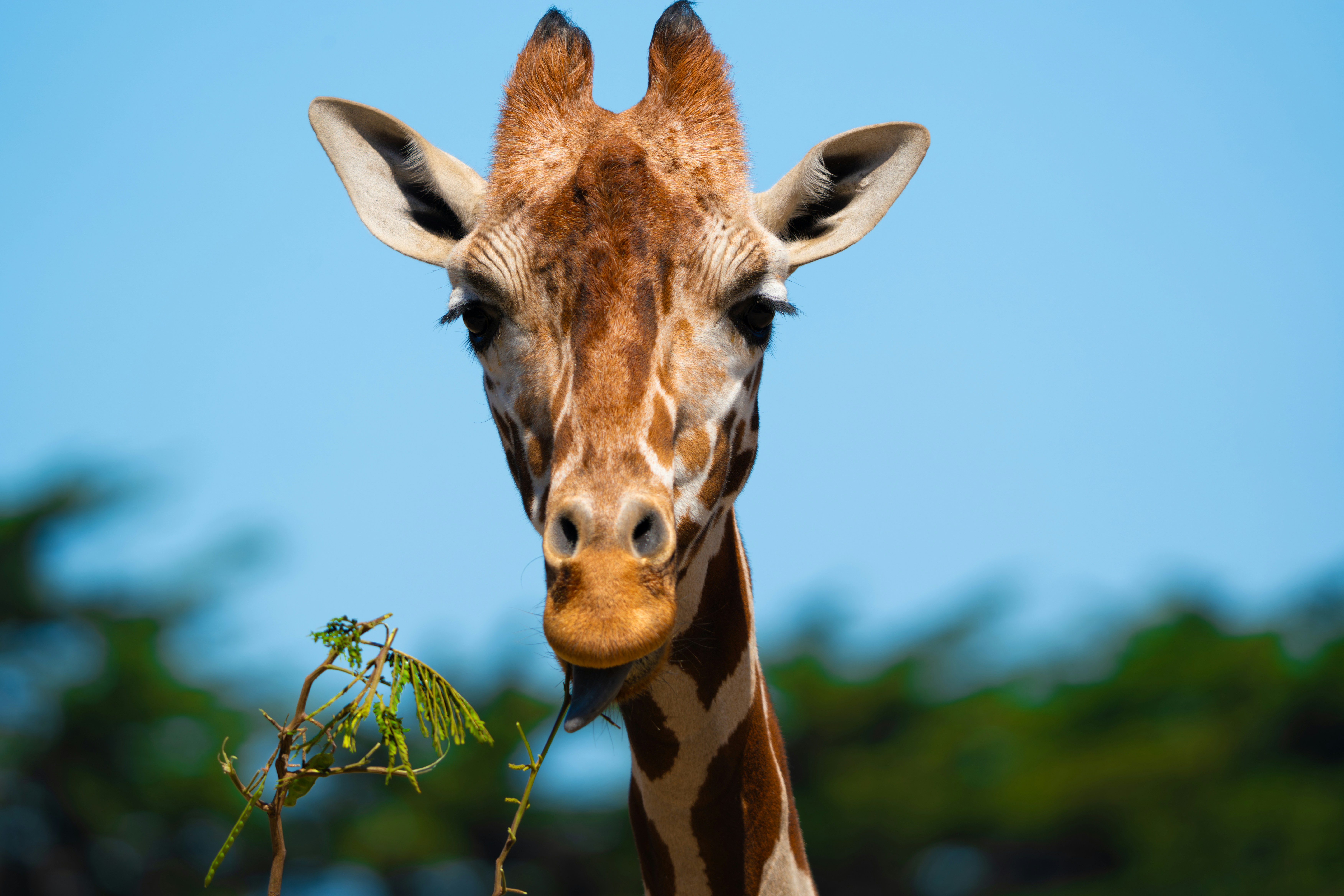 Giraffe Portrait: Velvet Foliage Fringing a Gentle Gaze