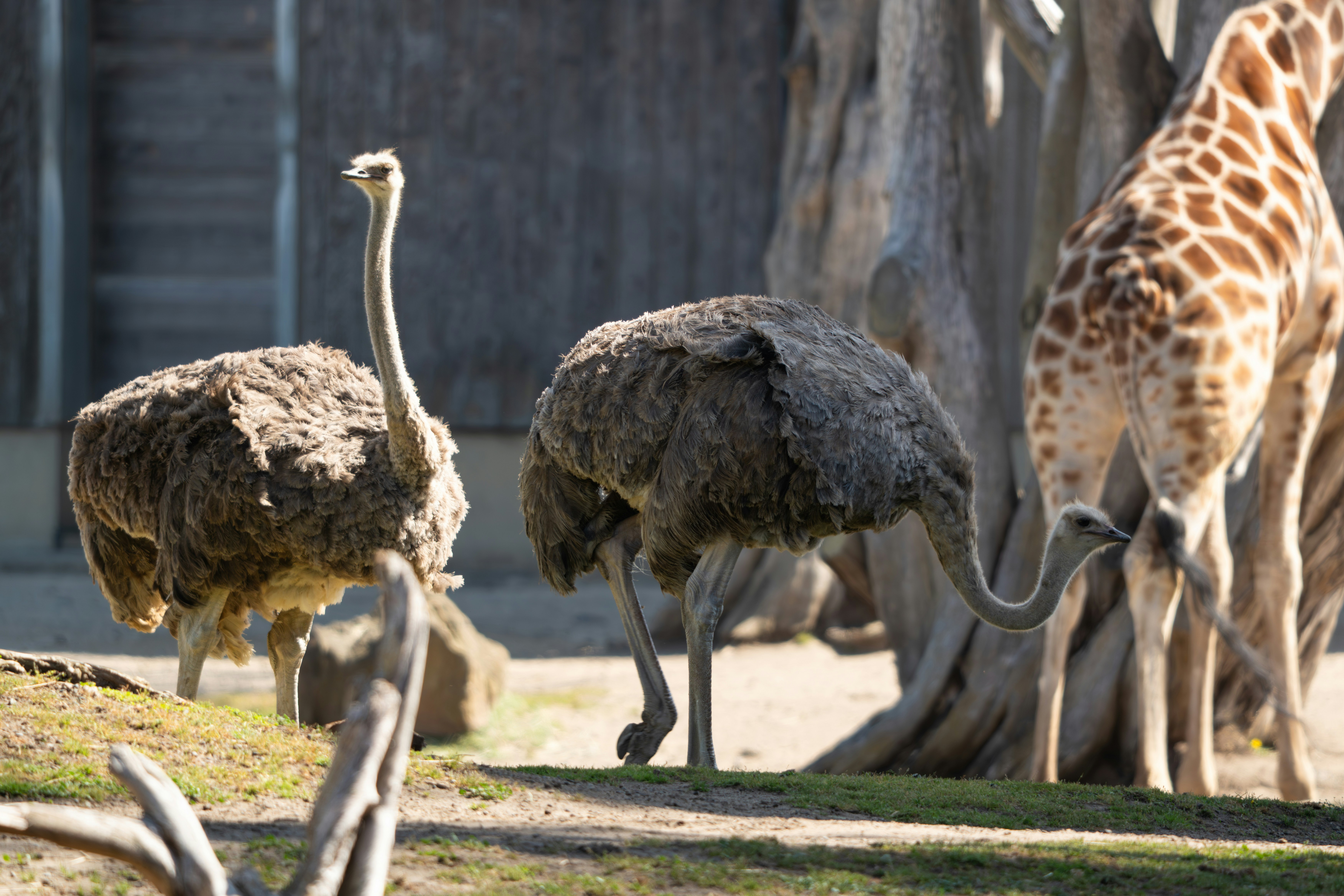 Two ostriches and a giraffe in an outdoor enclosure.