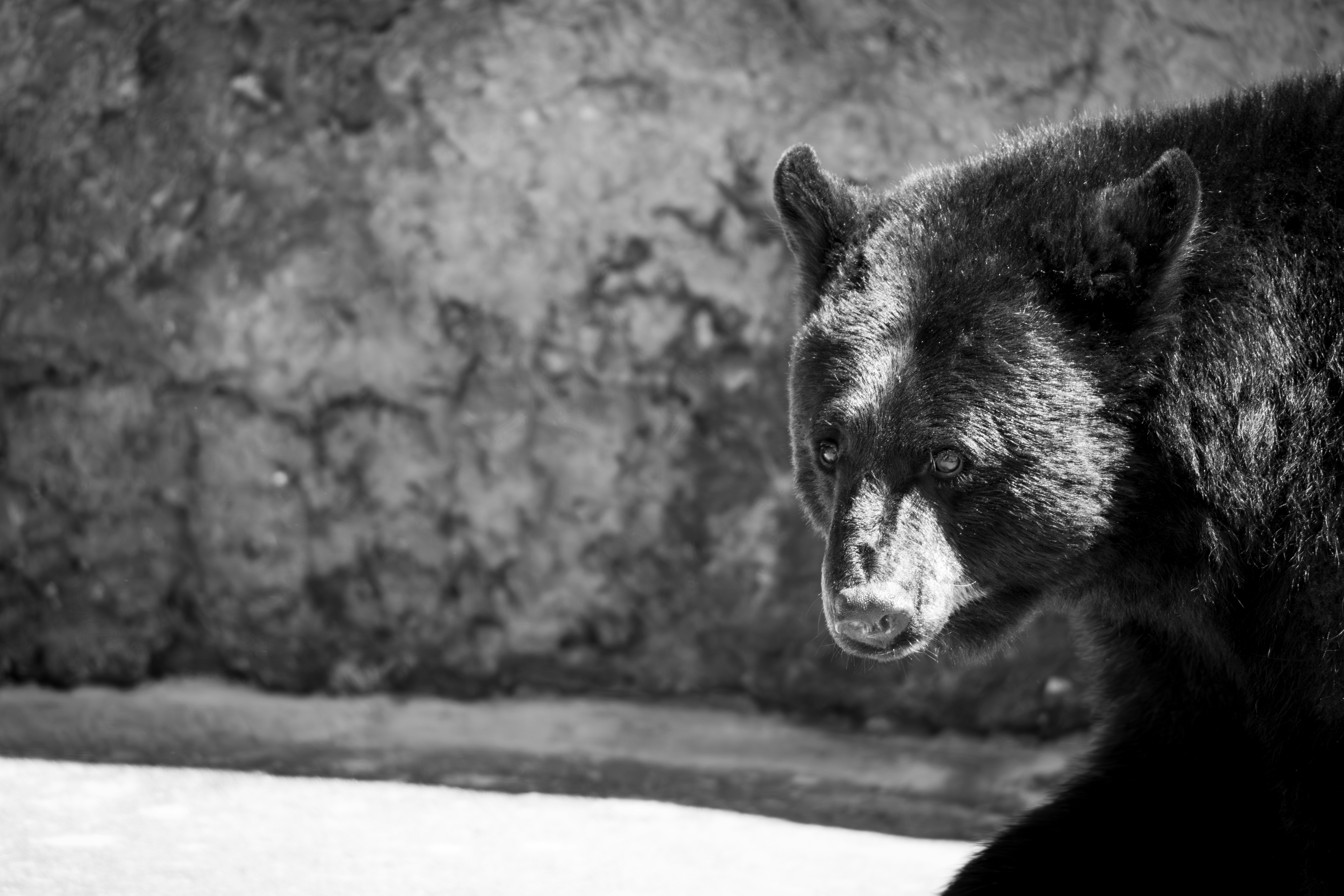 Midday Sentinel: A bear pauses along the shoreline
