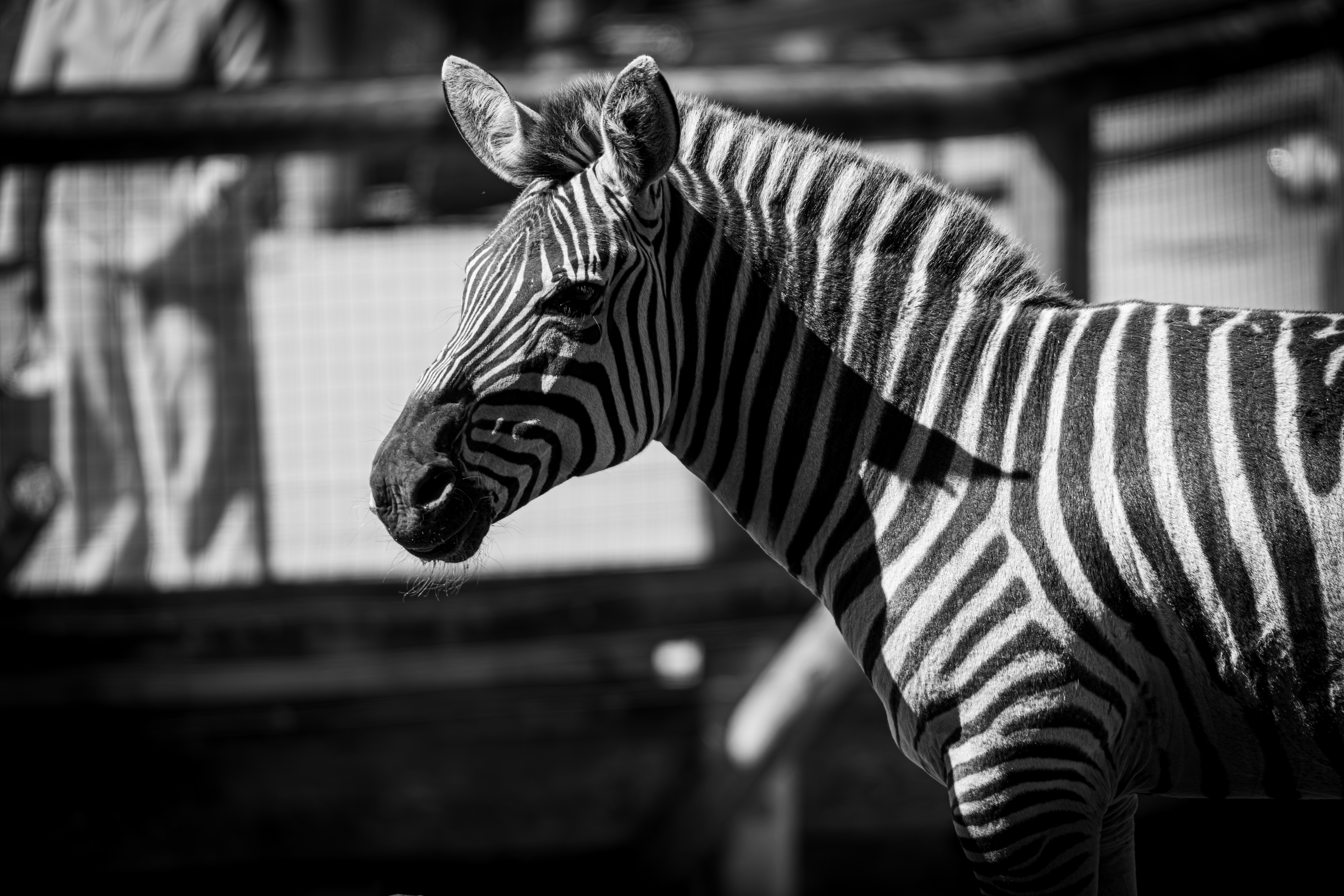 Zebra silhouette: striped lines and head against blurred enclosure
