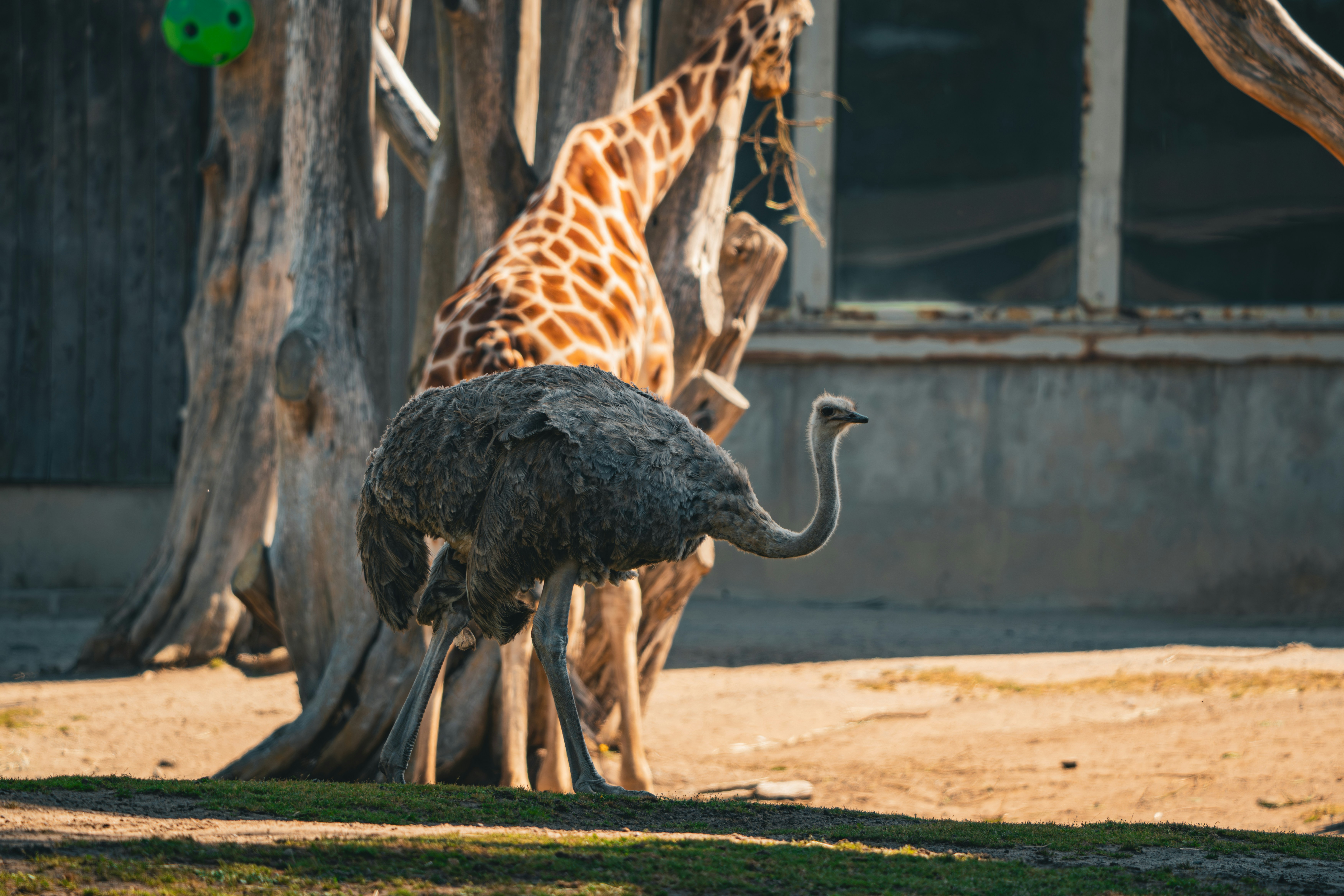 Two Beasts in the Shade: Ostrich and Giraffe at the Zoo Fence