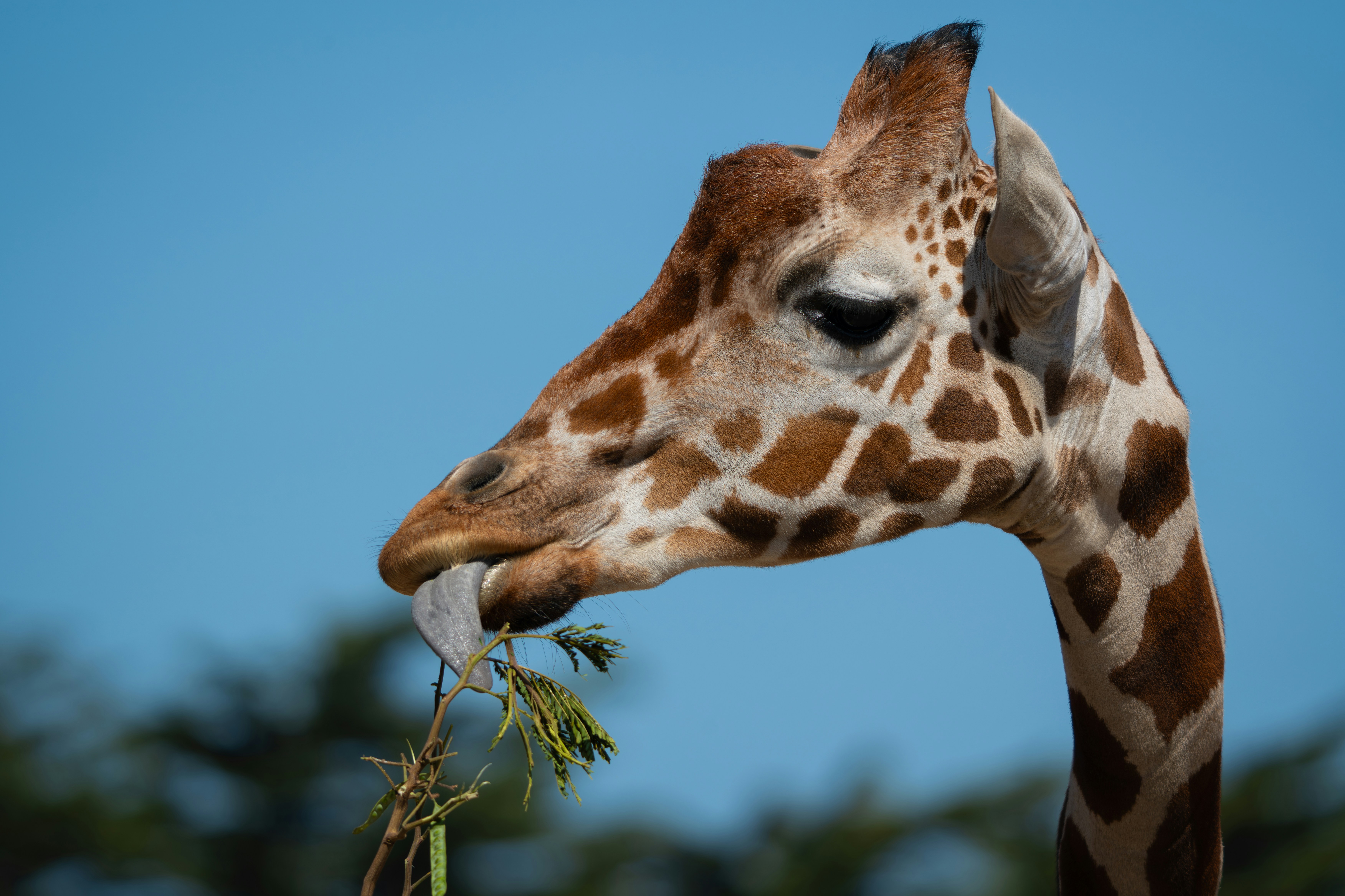 Giraffe in Quiet Focus: Mouthful of Greens Against a Clear Sky