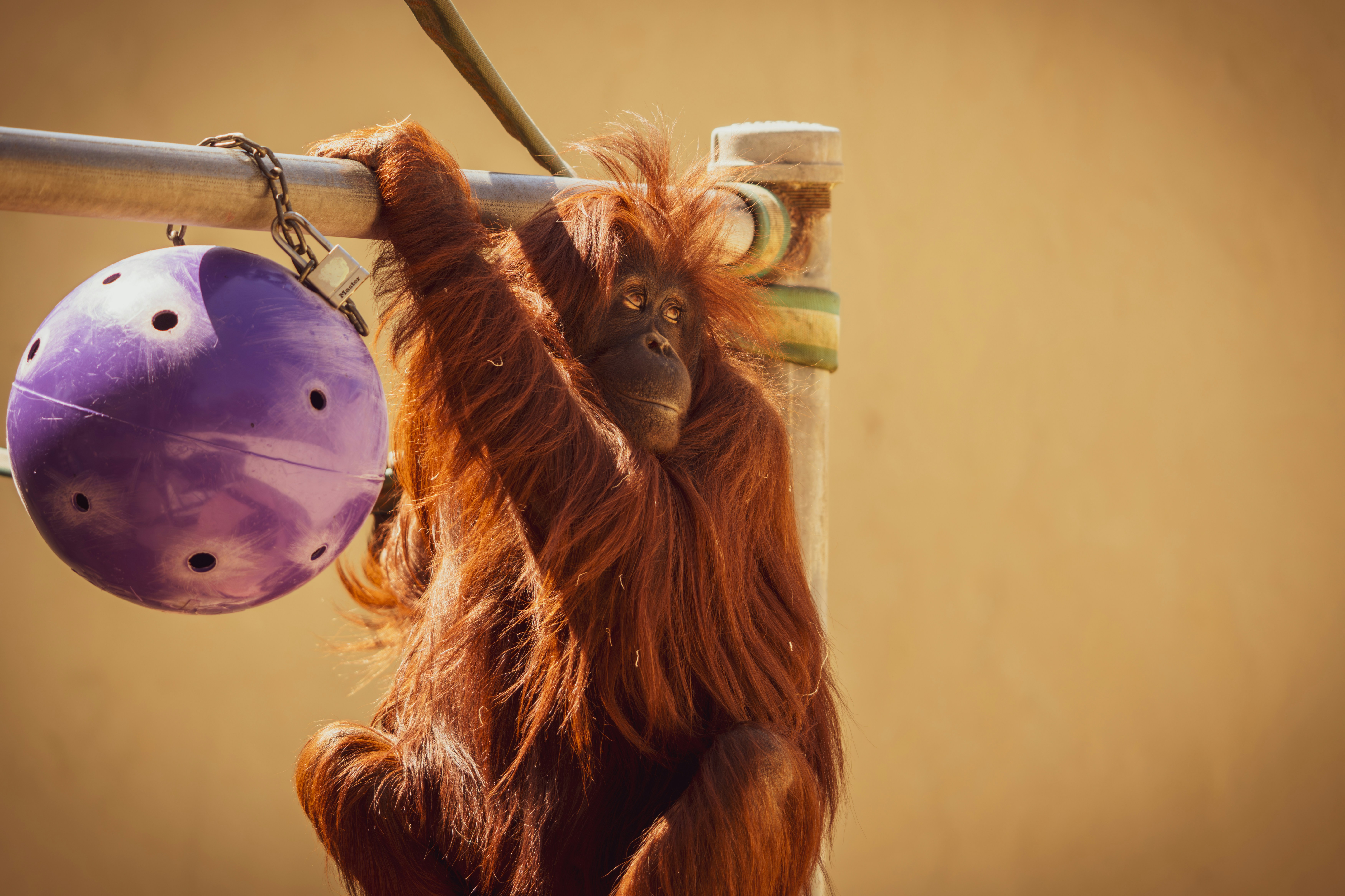 Swinging Orangutan: A Moment of Curious Play