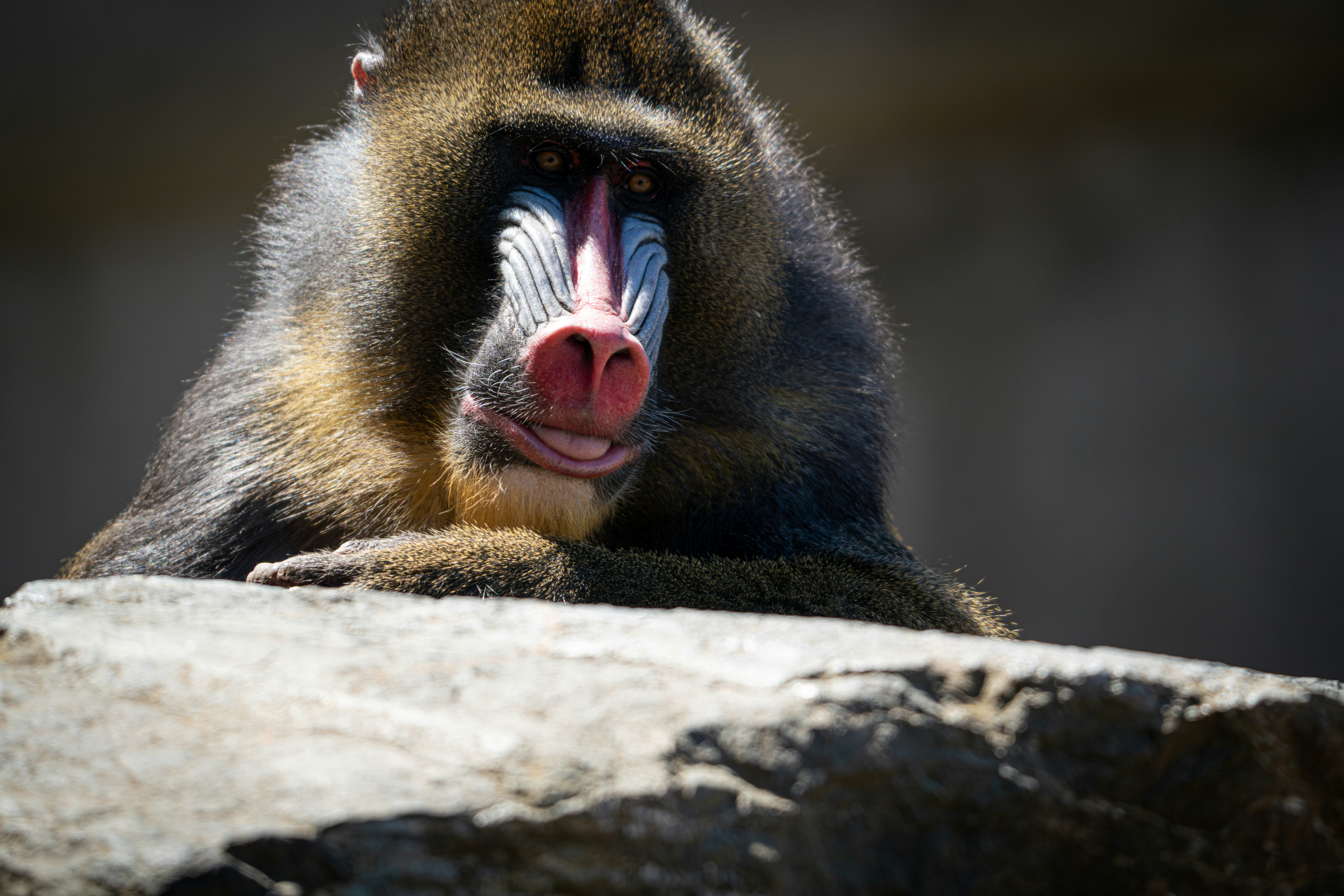 Cheeky Mandrill Amid Rock and Shadow