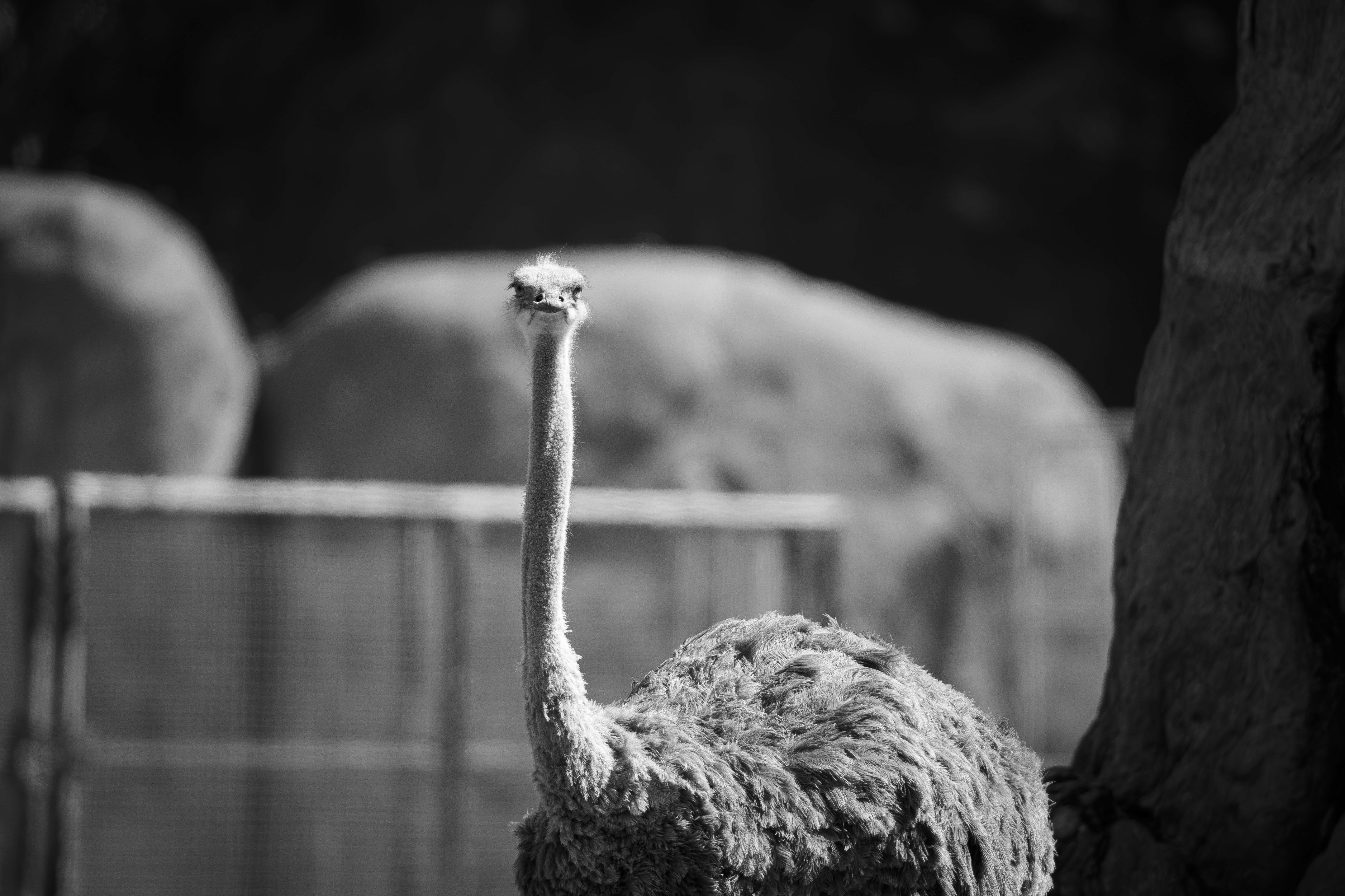 Alone Watcher: An Ostrich Faces the Lens