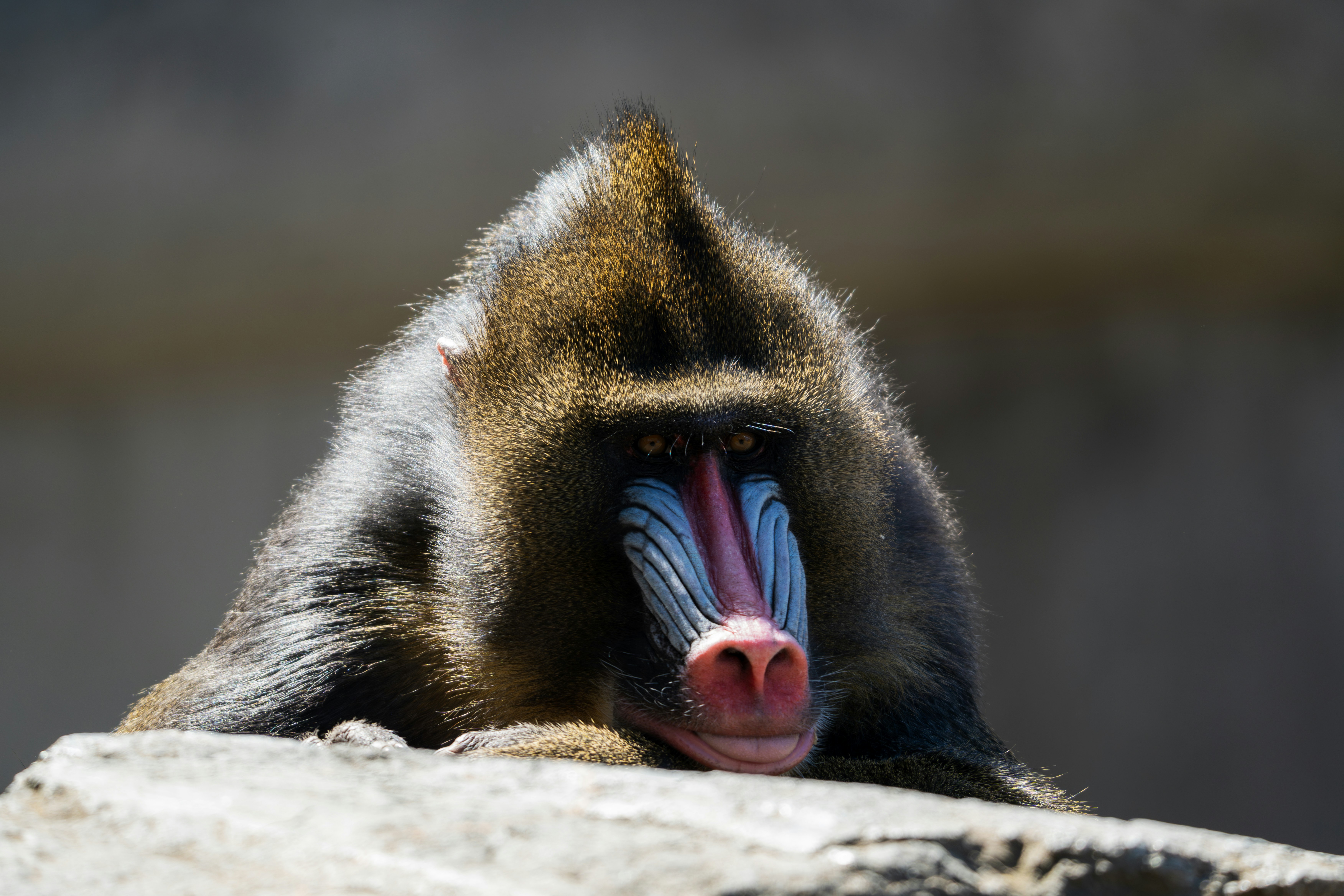 Mandrill in Focus: A Primal Gaze Above the Stone