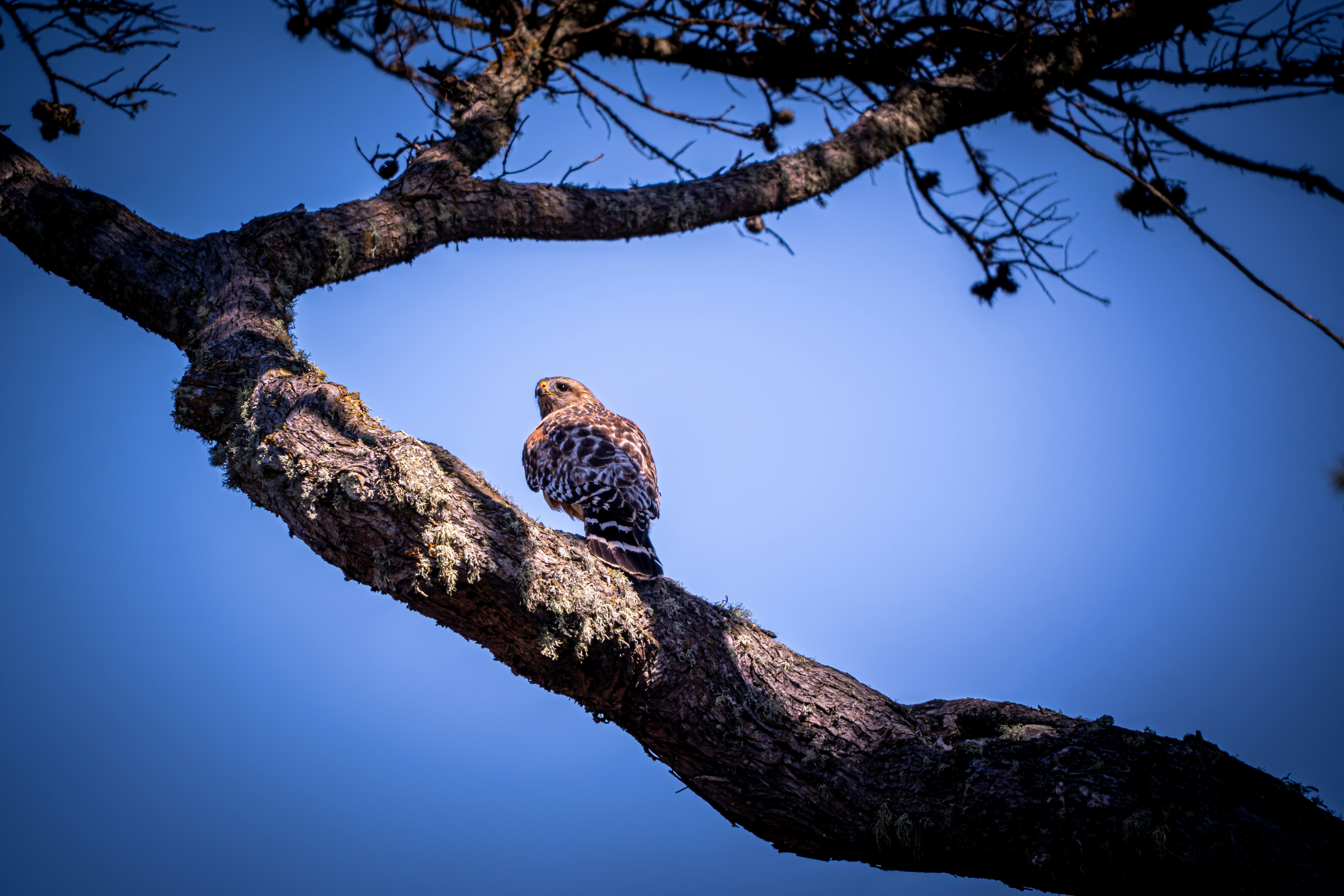 Perched Sentinel: A Striated Hawk Watches From a Moonlit Branch