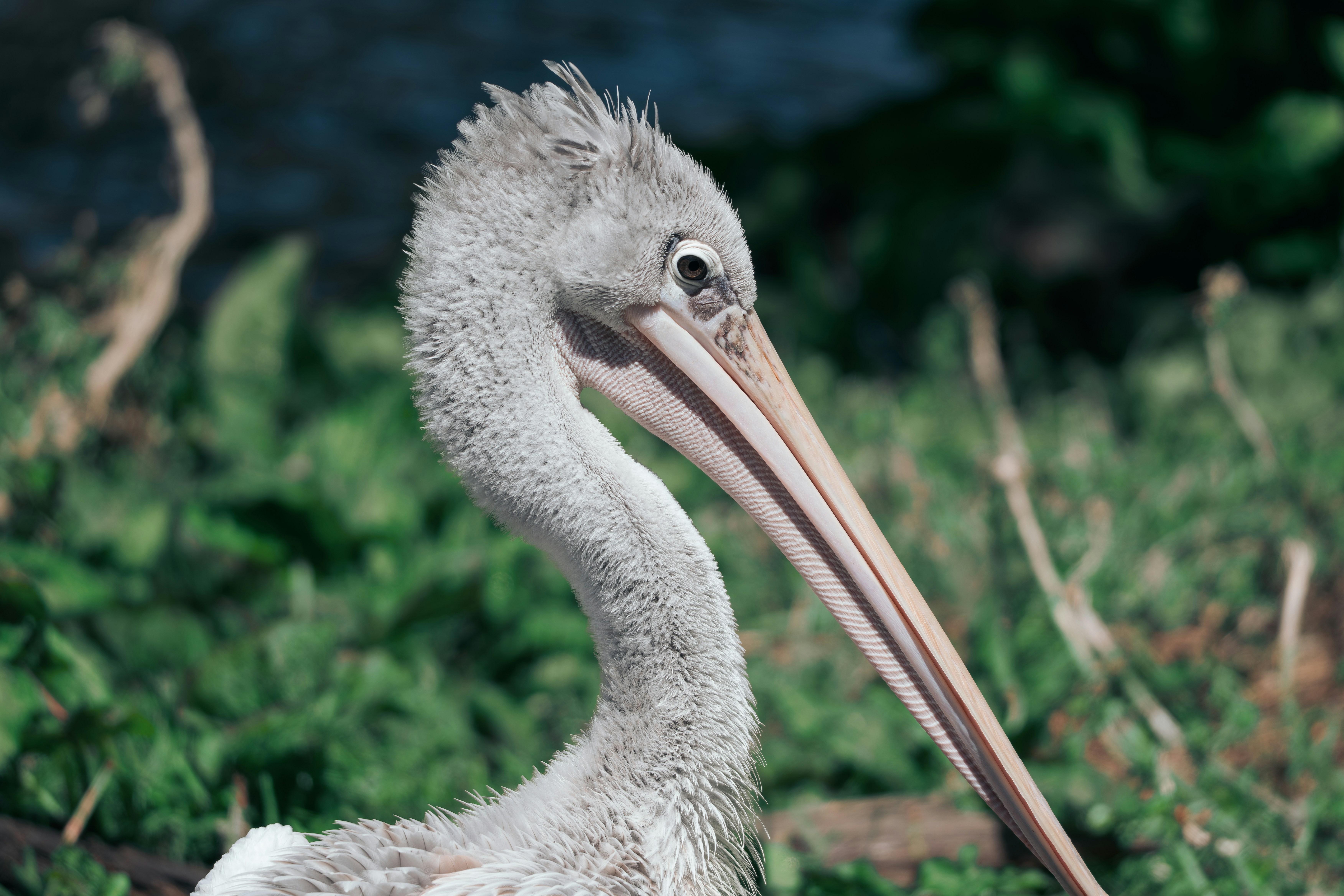 Curved Neck, Quiet Gaze: A Pelican Portrait in Morning Light