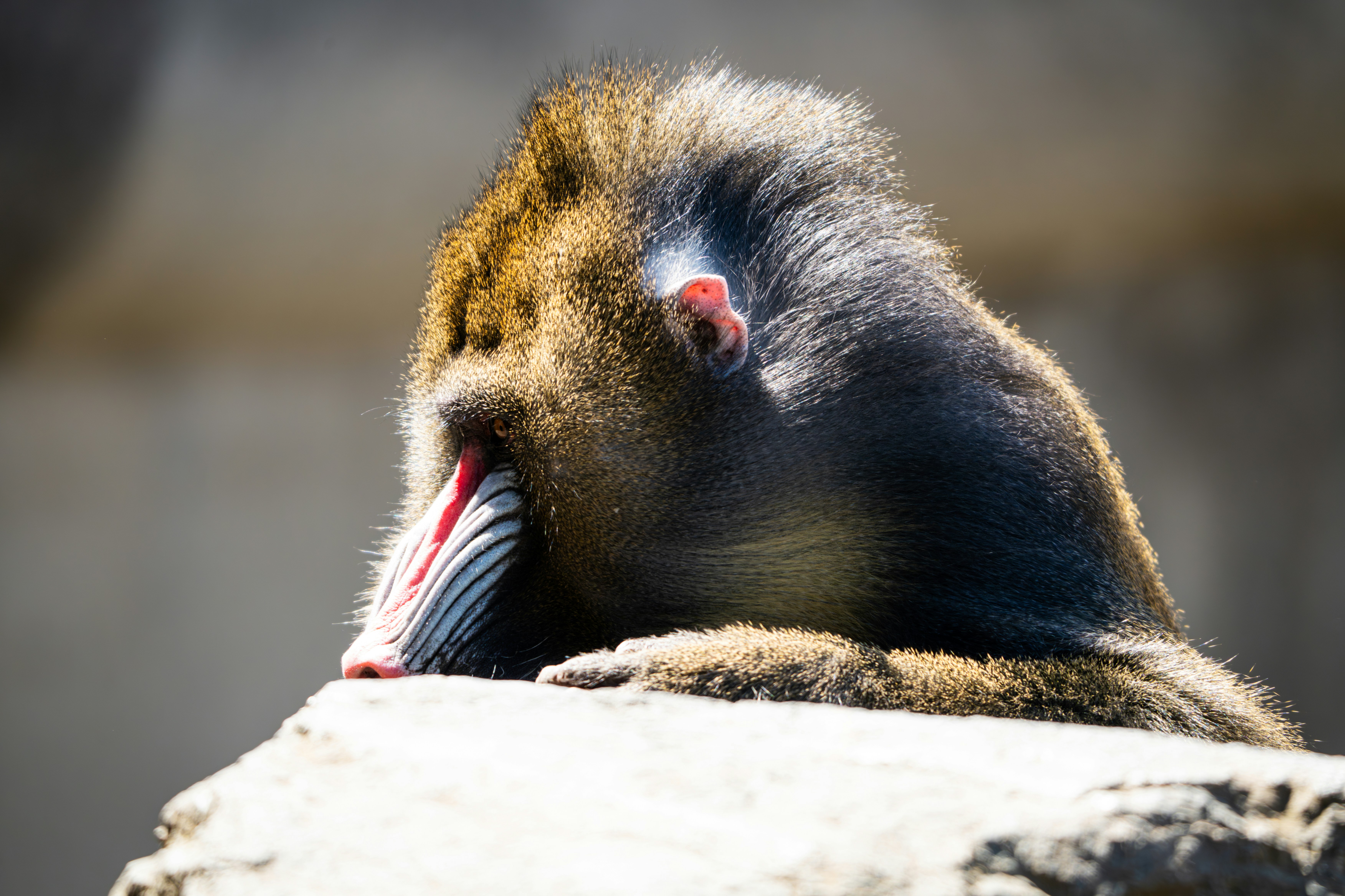 Yawning Muscovy Mystery: A Carved Moment on Sunlit Rock
