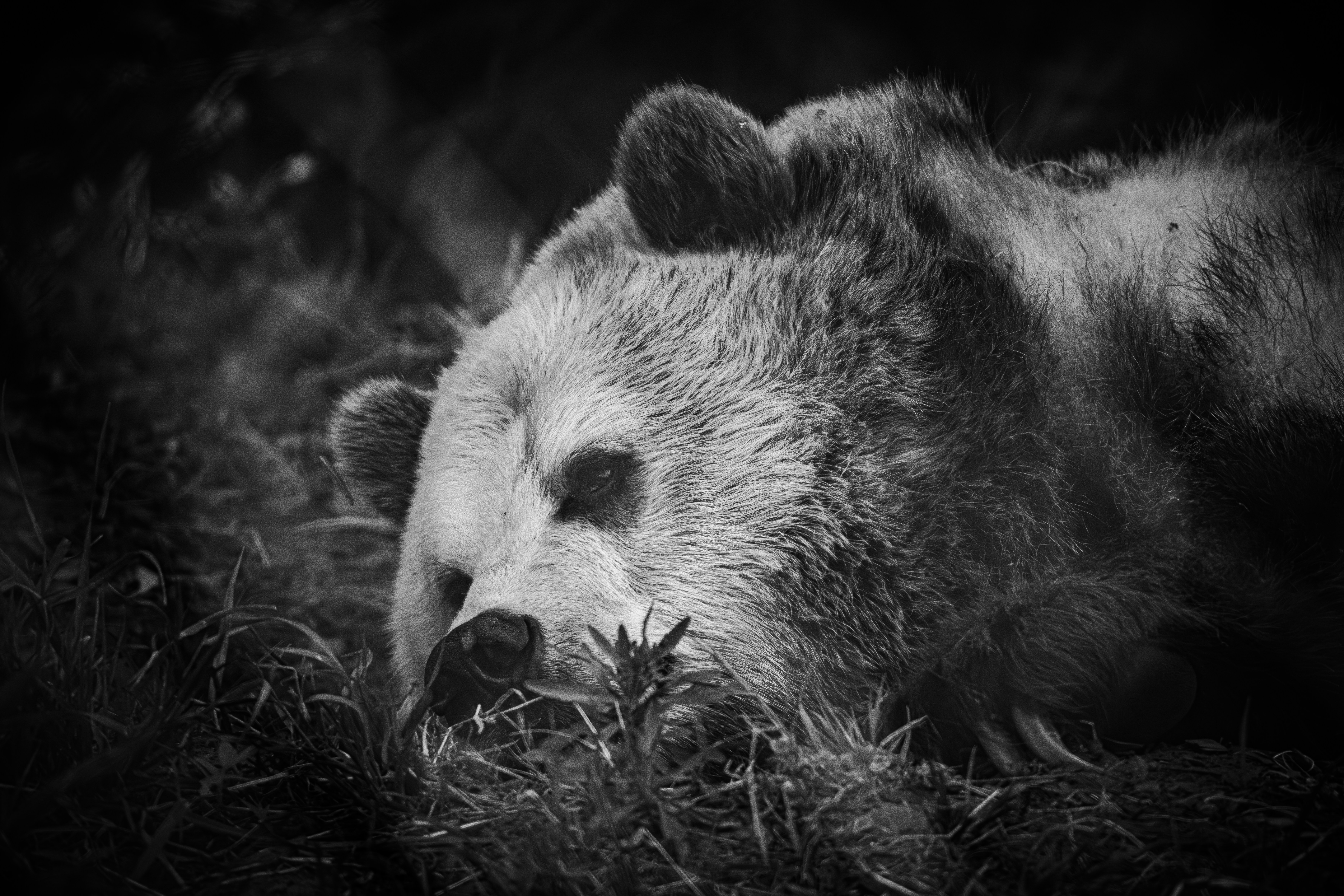 Midday Slumber: A Grizzly's Quiet Rest in Shadowed Grass