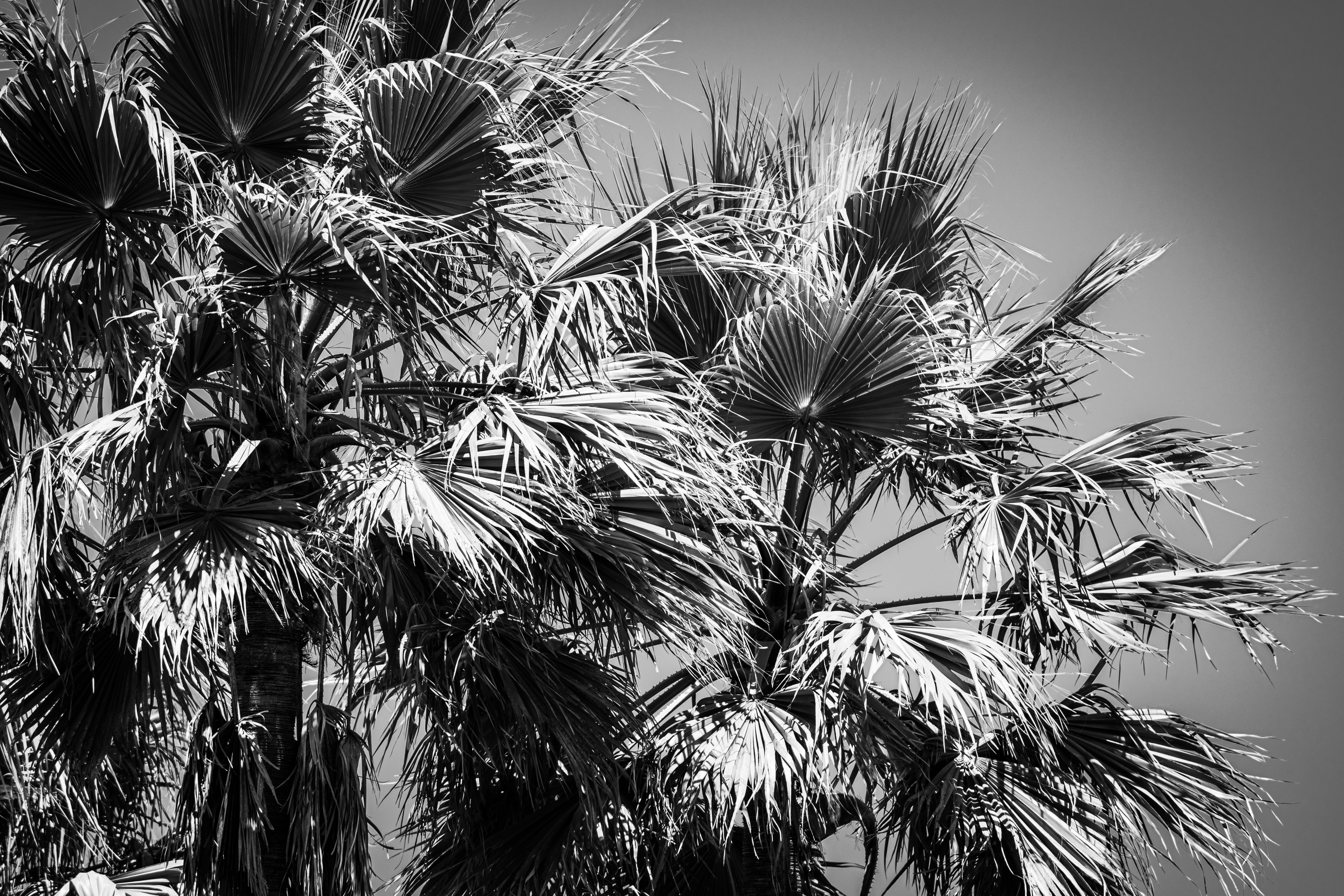 Desert Palms in Monochrome: An Arboreal Mirage