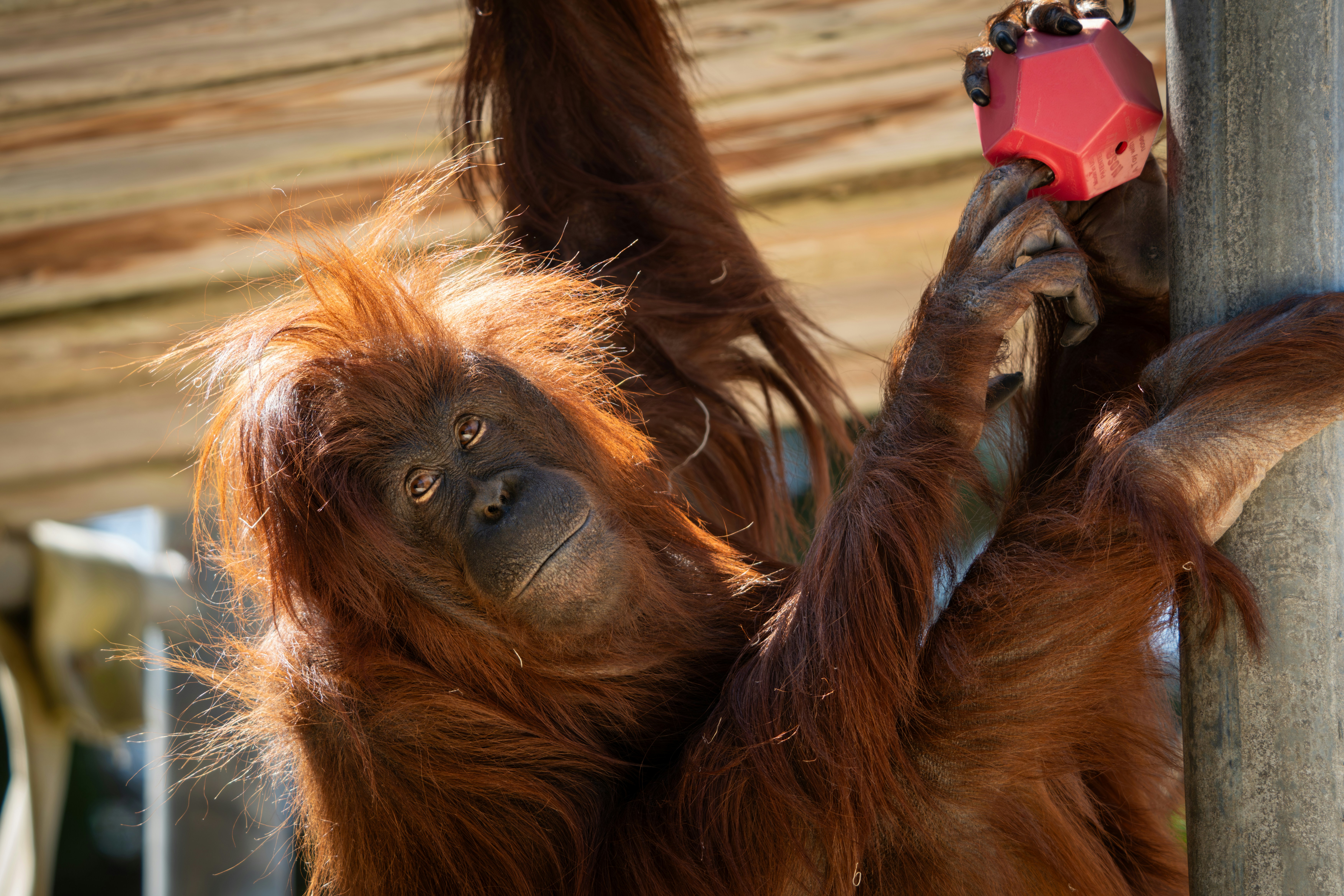 Curious Orange: Orangutan Grips a Red Timer in a Sunlit Enclosure