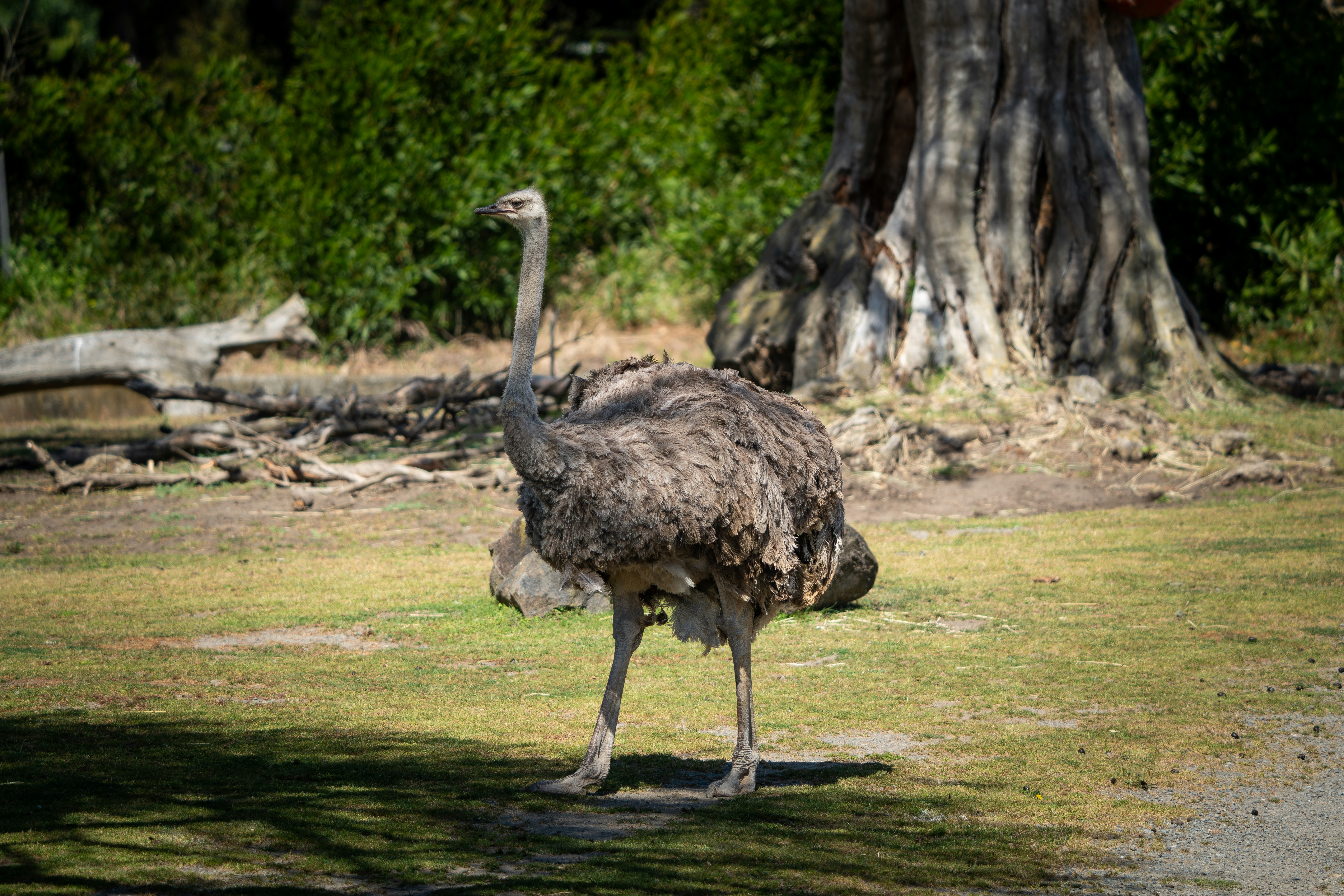 Emu on the Open Ground Under Dappled Shade