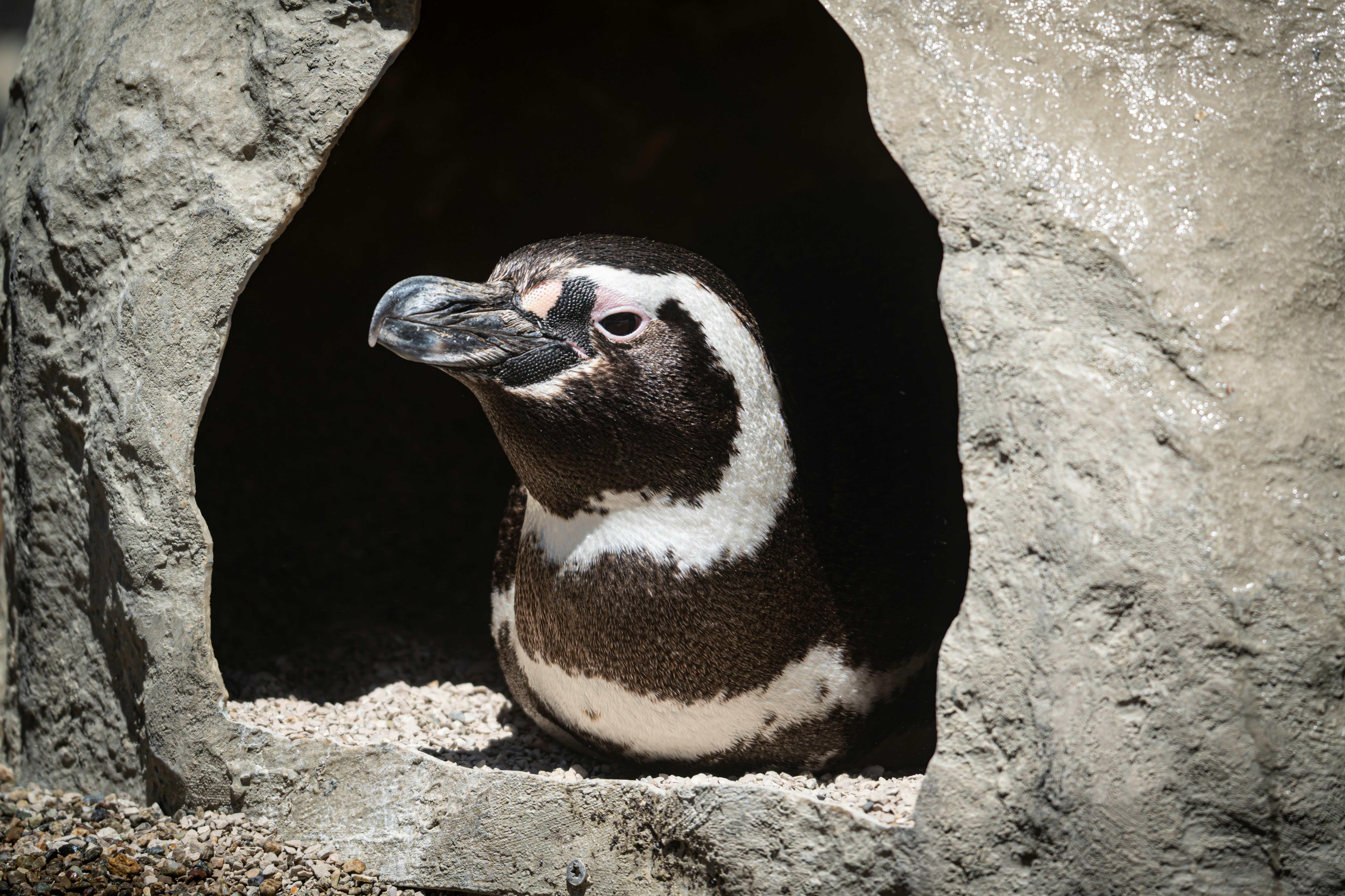 Penguin Portrait in Shadowed Cave Entrance